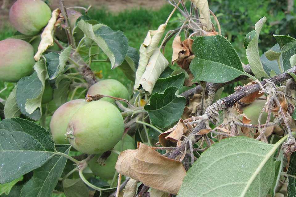 Organic Fireblight Control - General Fruit Growing - Growing Fruit