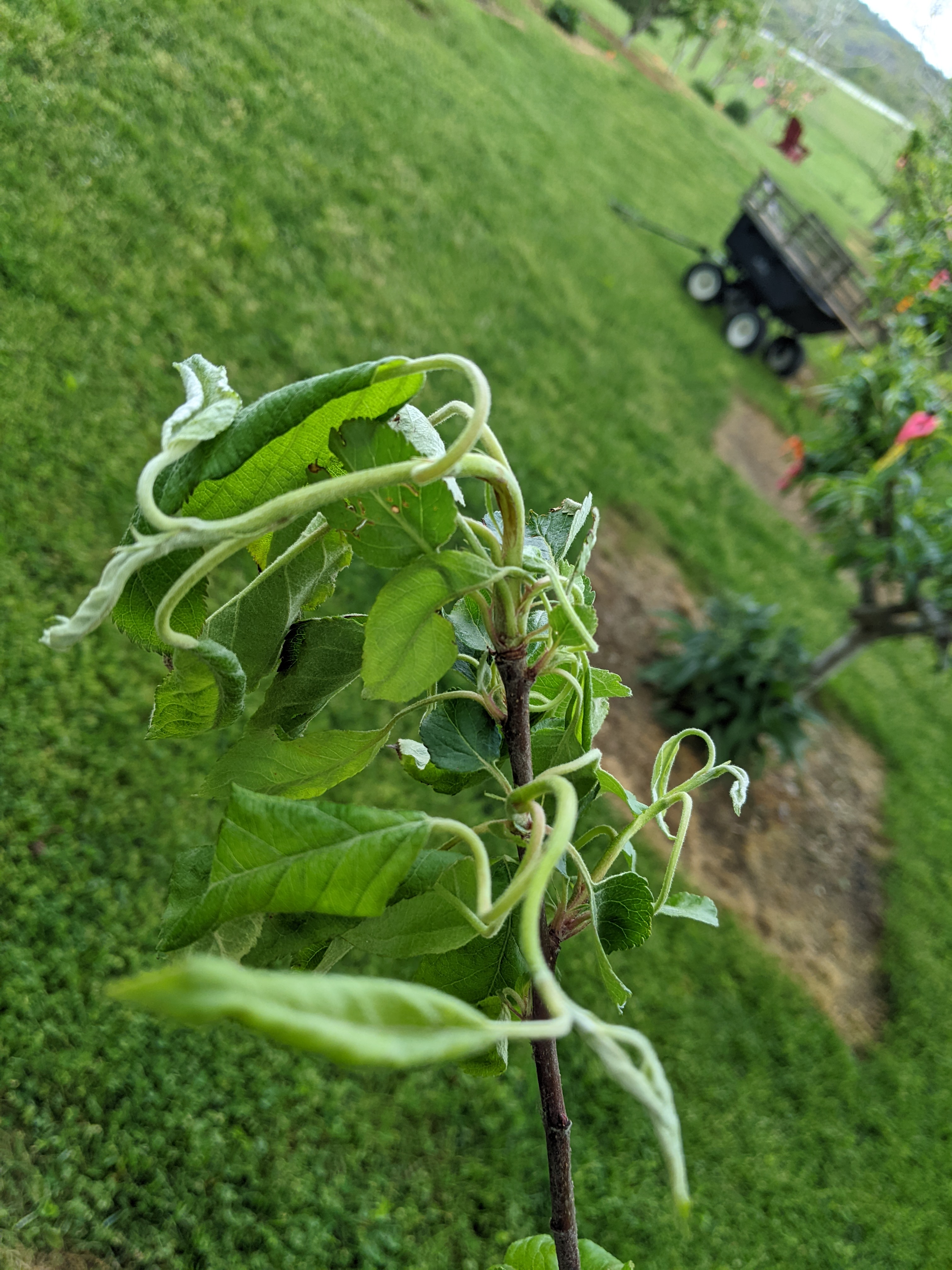 Drooping leaves on Gala - General Fruit Growing - Growing Fruit