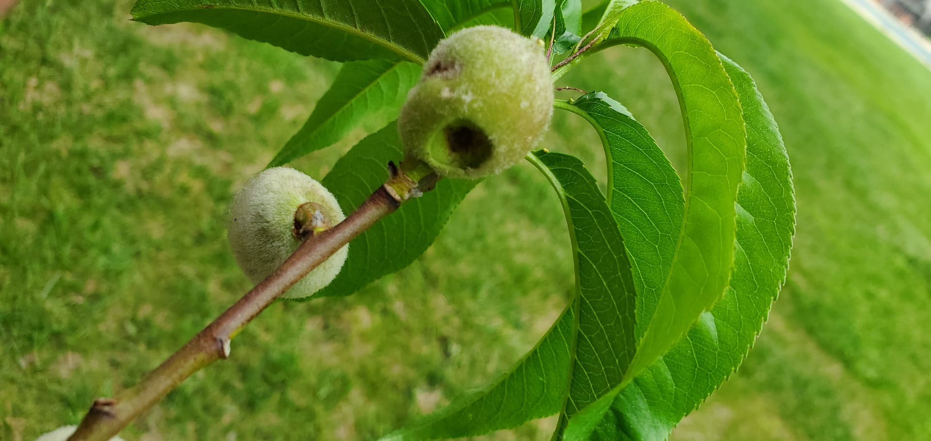 Peach tree critters - General Fruit Growing - Growing Fruit