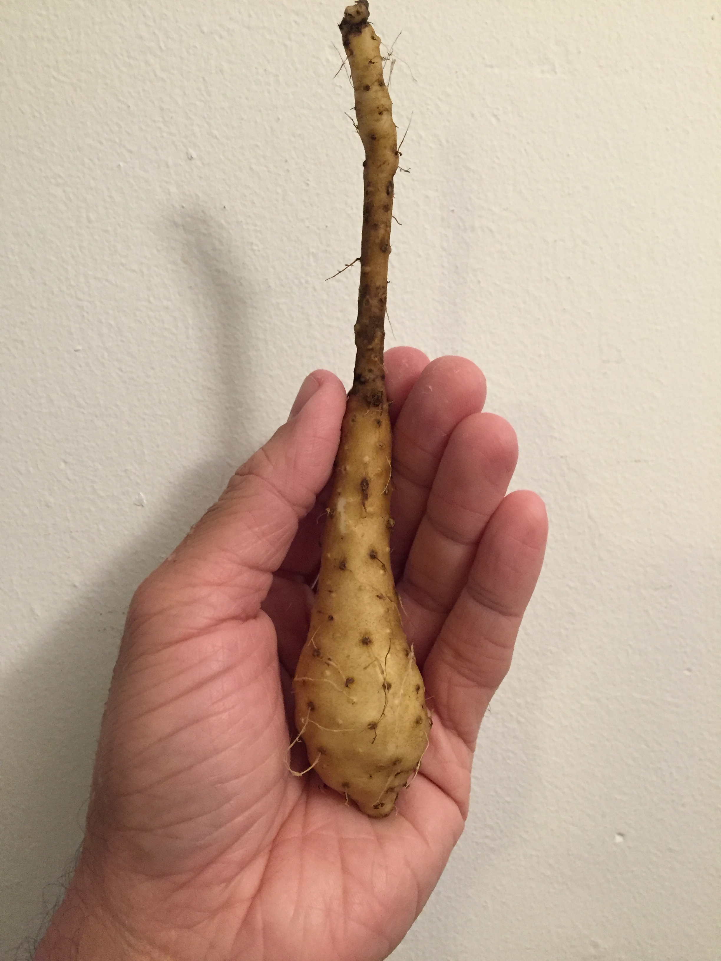 Anyone here growing edible Air Potatoes? (Dioscorea bulbifera ...