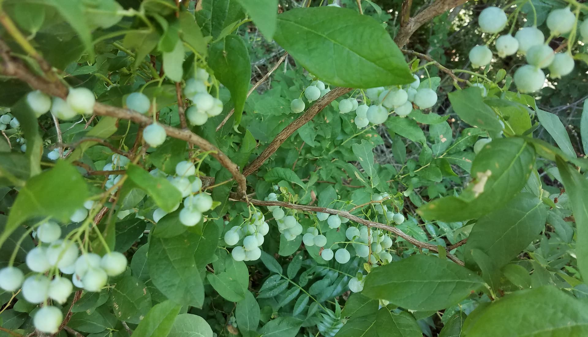 Growing Bilberries - Straightforward? - General Fruit Growing - Growing ...