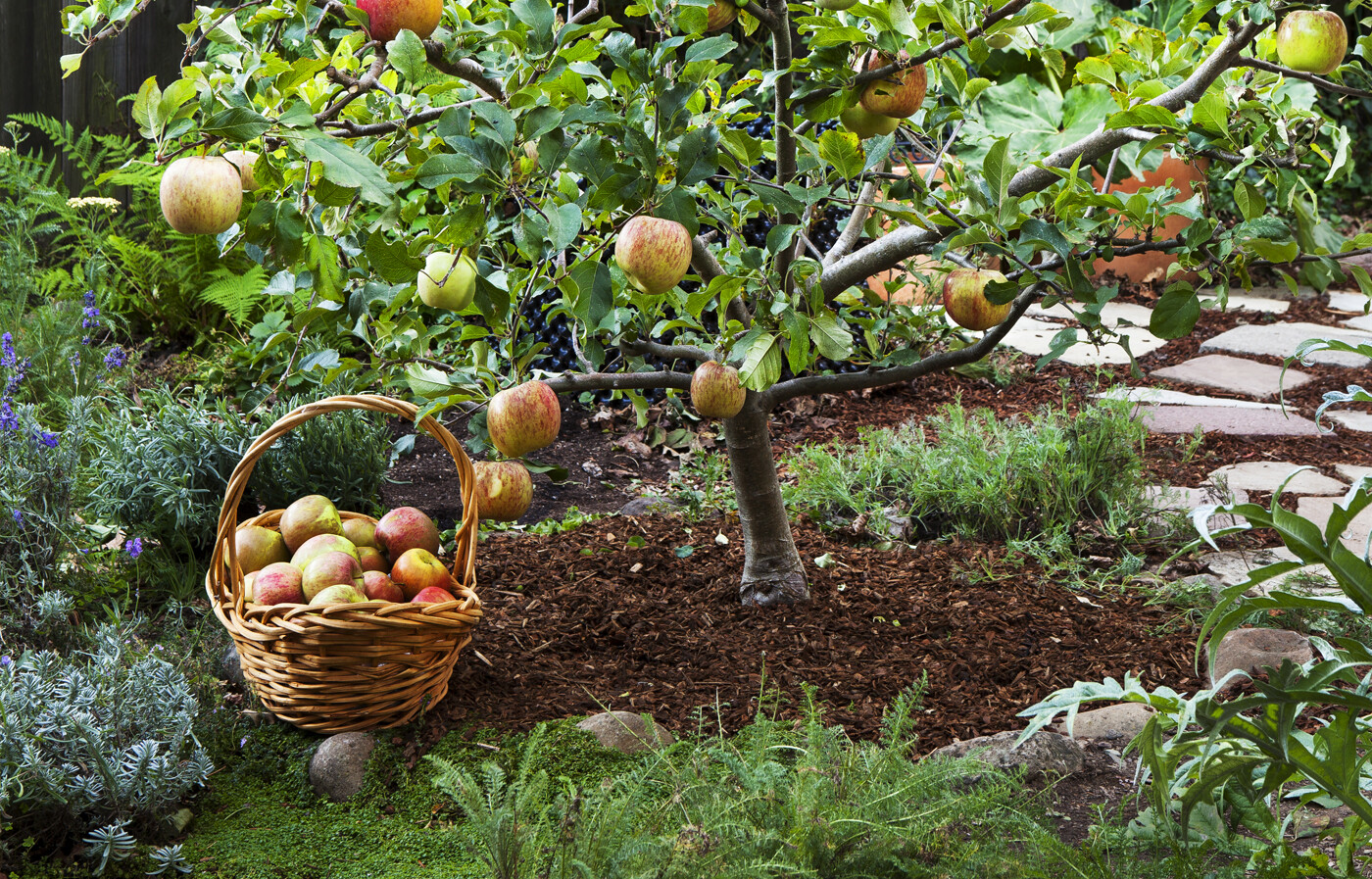 summer fruit trees