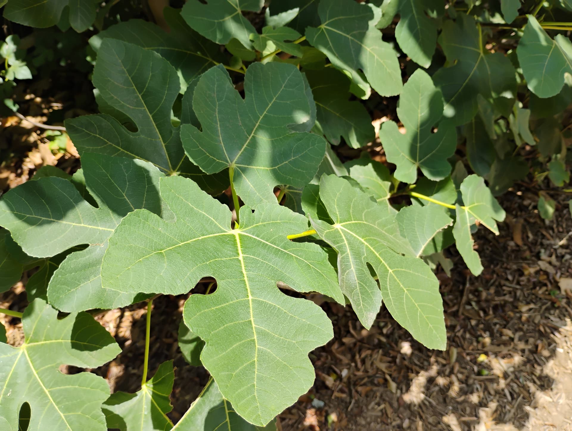 Zoo Atlanta fruit tree finds - General Fruit Growing - Growing Fruit