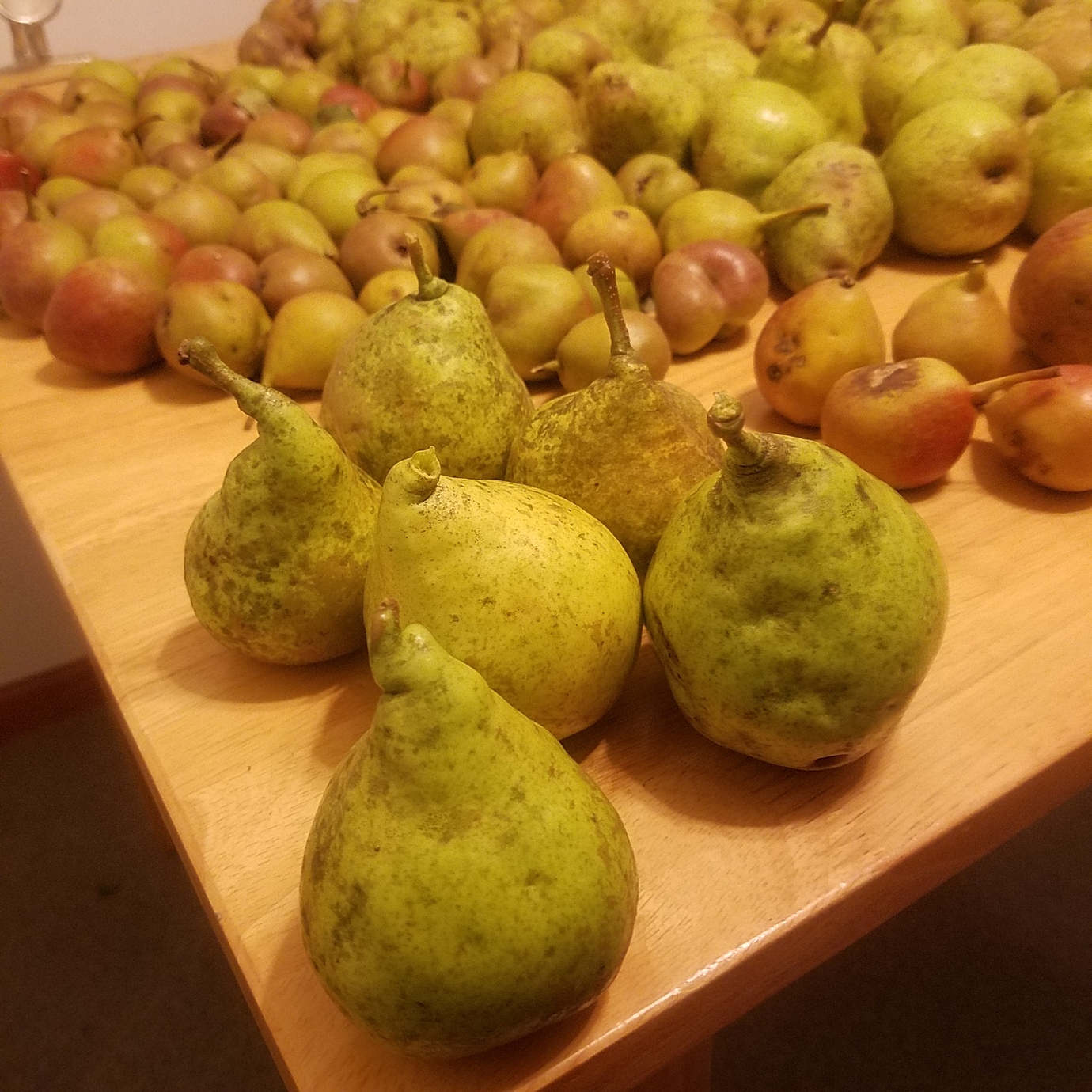 Pear ID help (sold as Patten) - General Fruit Growing - Growing Fruit