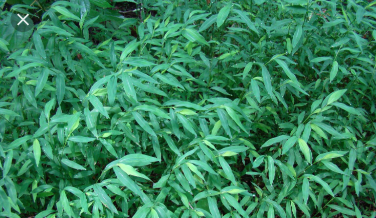 Yay...🙄 - General Gardening - Growing Fruit