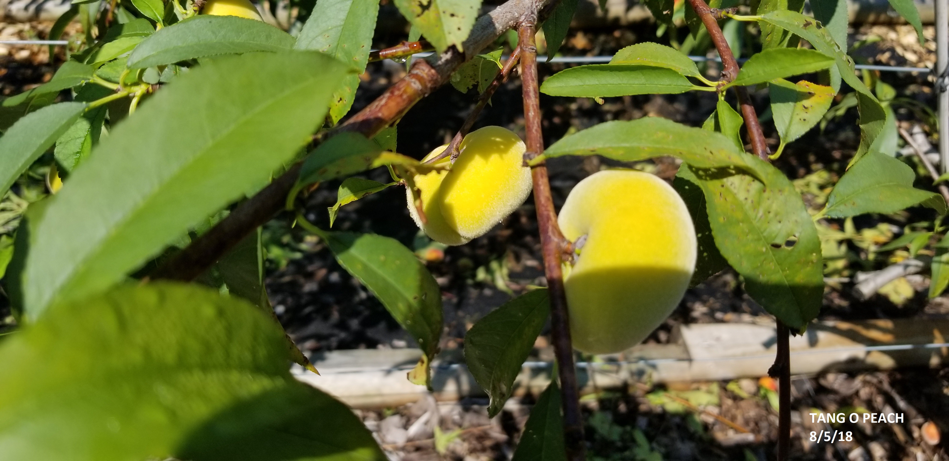 TIME LAPSE - TANGOS PEACH - Bud to Harvest - Z5b NY - General Fruit ...