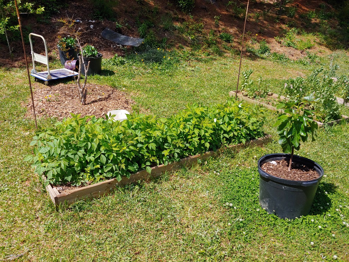 Raspberry bed too dense, will this be a problem? - General Fruit ...
