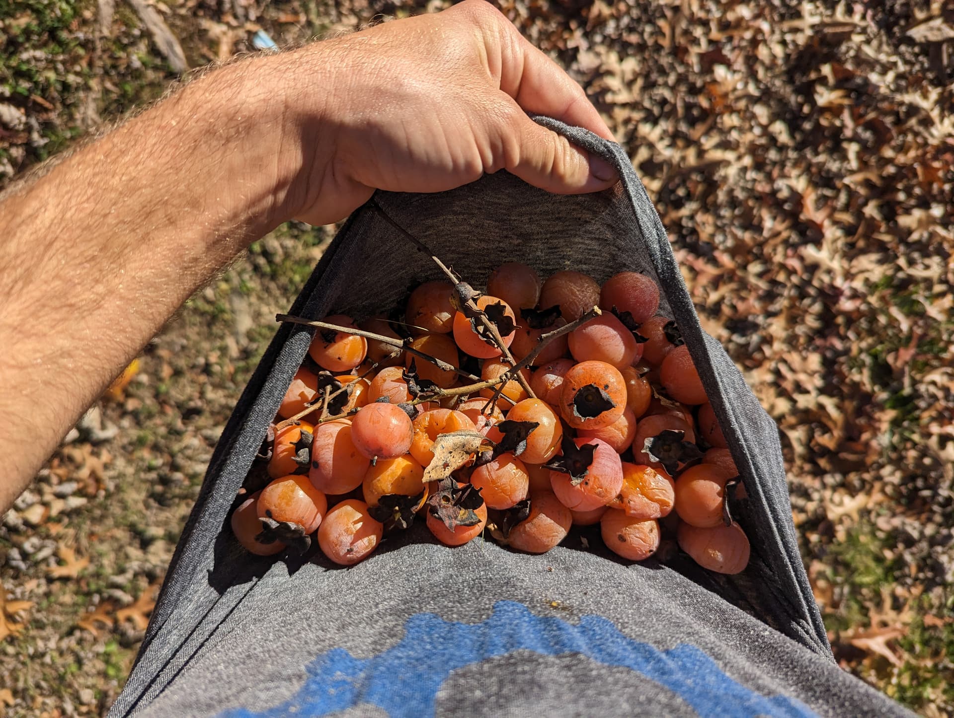 Roadside fruit finds - General Fruit Growing - Growing Fruit