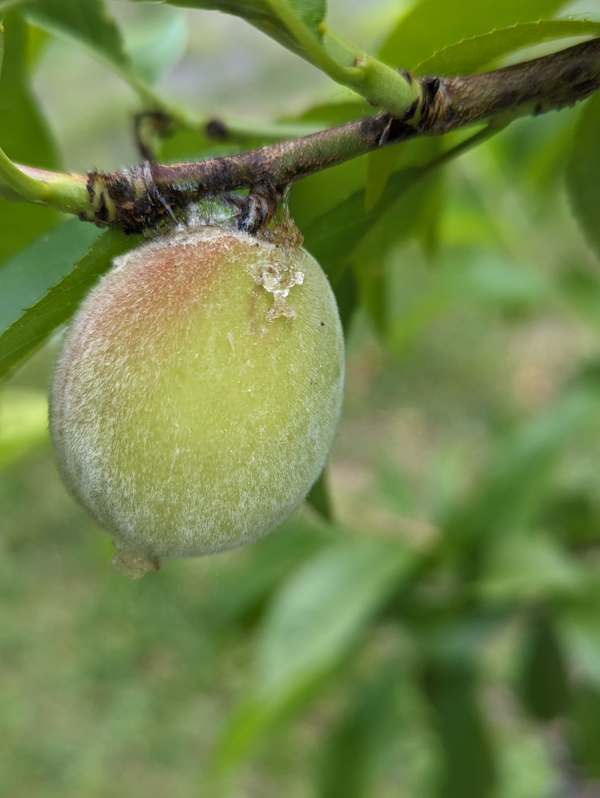 Peach Tree Pest Identification - General Fruit Growing - Growing Fruit