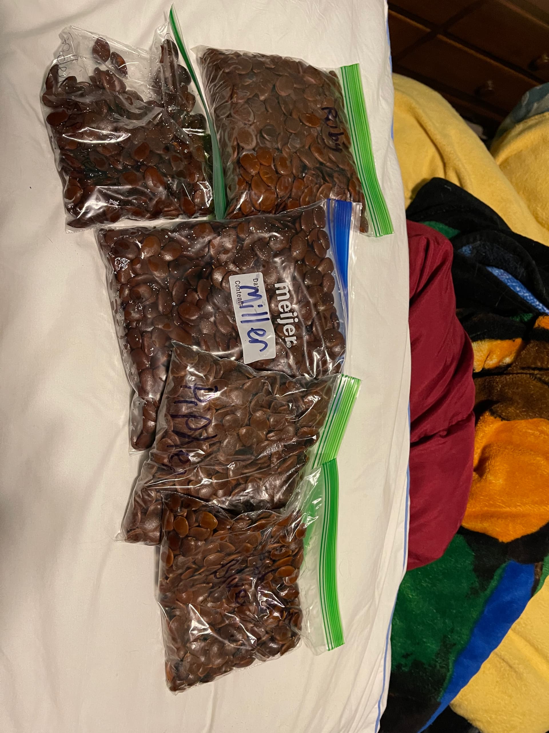 Persimmon Stratification - General Fruit Growing - Growing Fruit