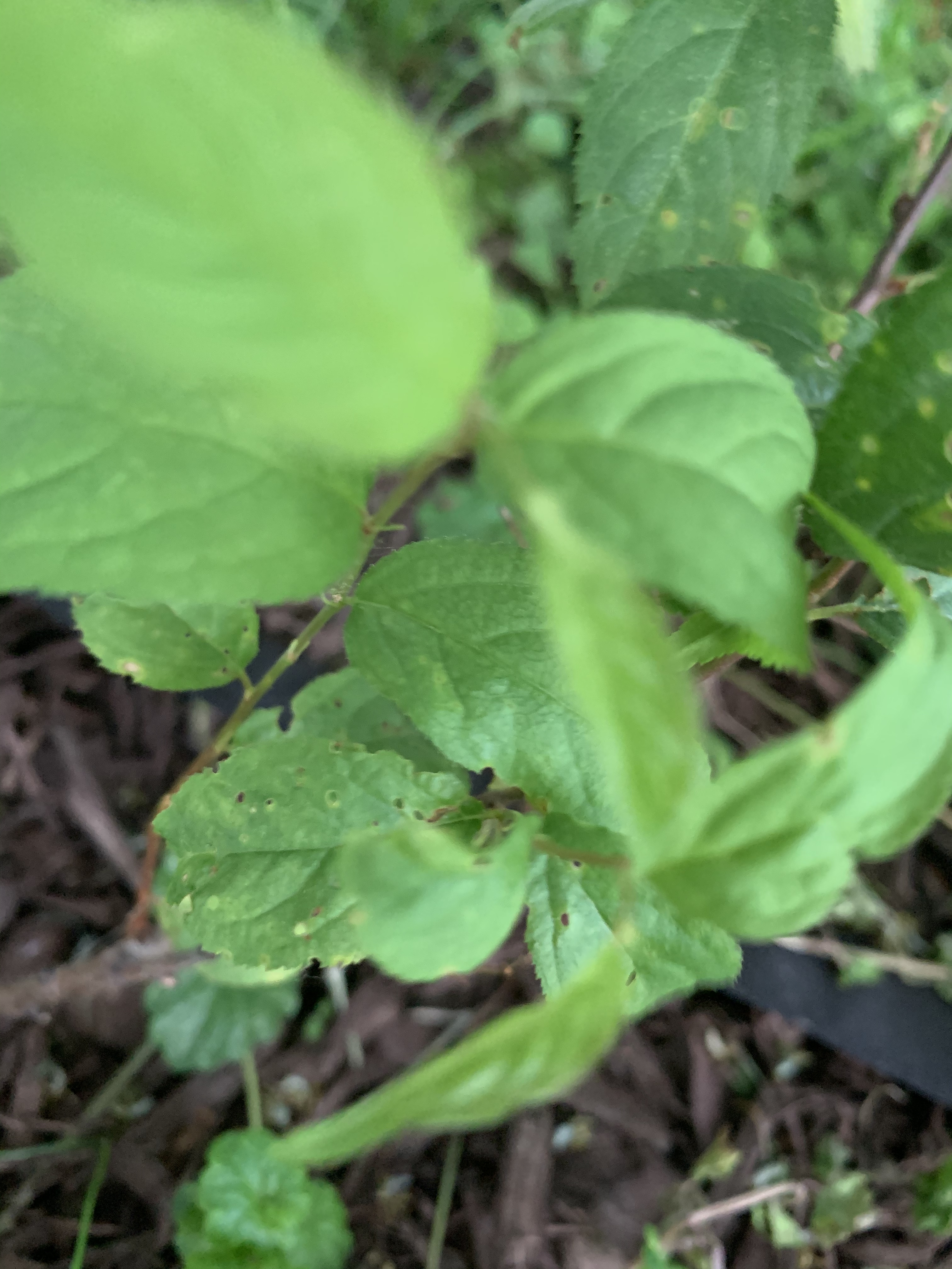 Bush cherries (joy & Jan) help needed - General Fruit Growing - Growing ...