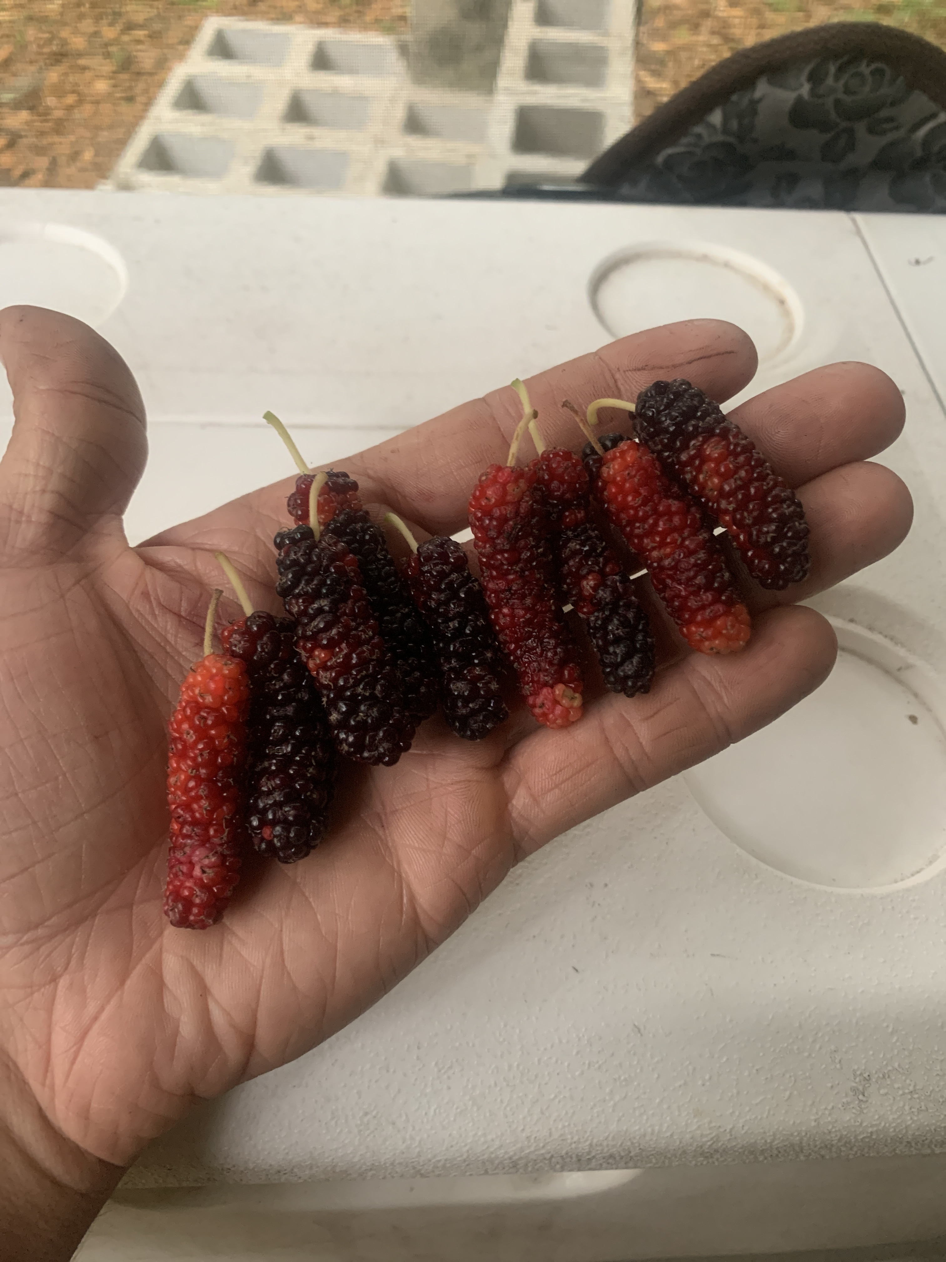 Are there monoecious (“fe/male”) mulberry varieties with good fruit ...