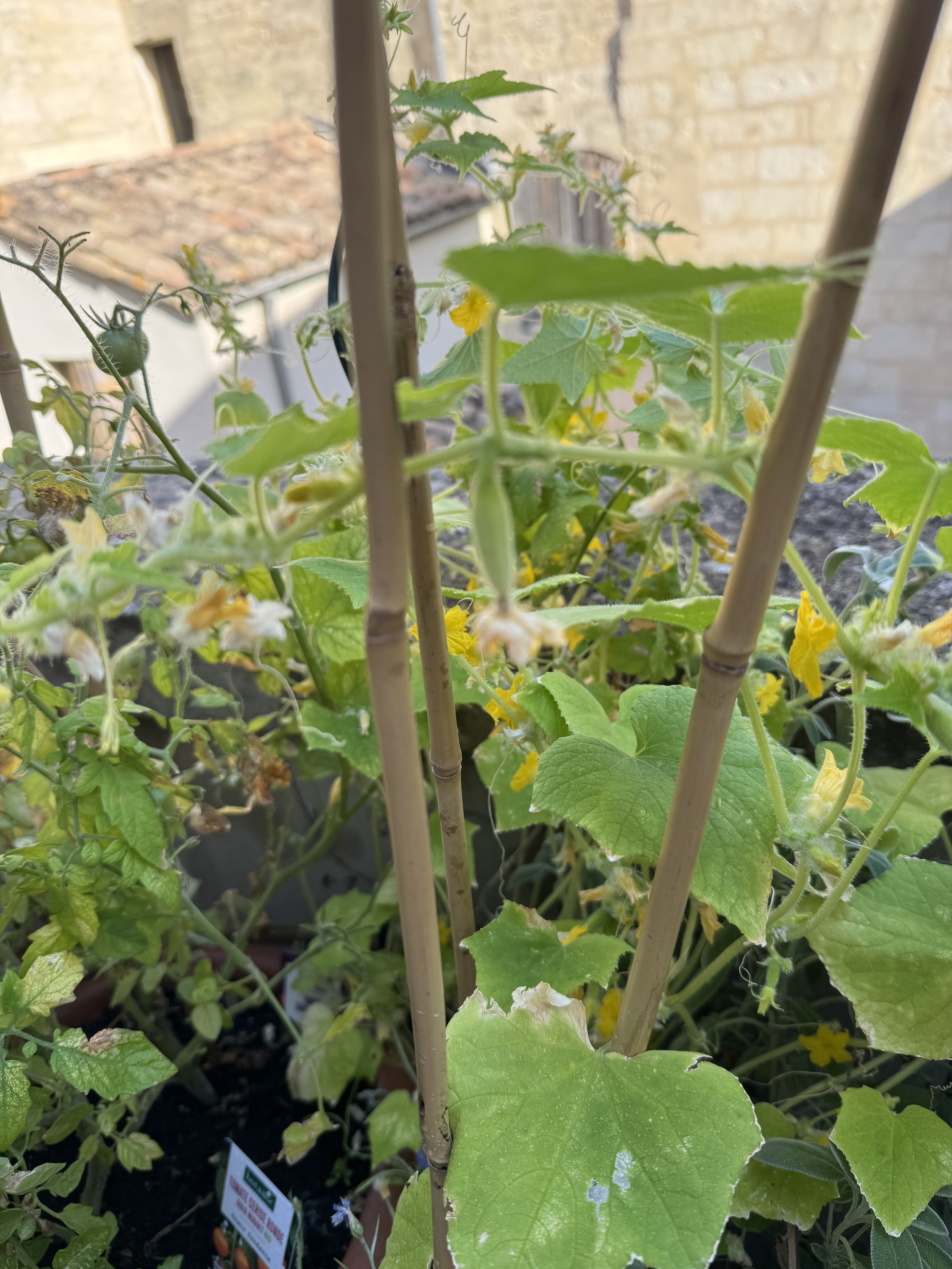 Cornichons are coming in! - General Gardening - Growing Fruit