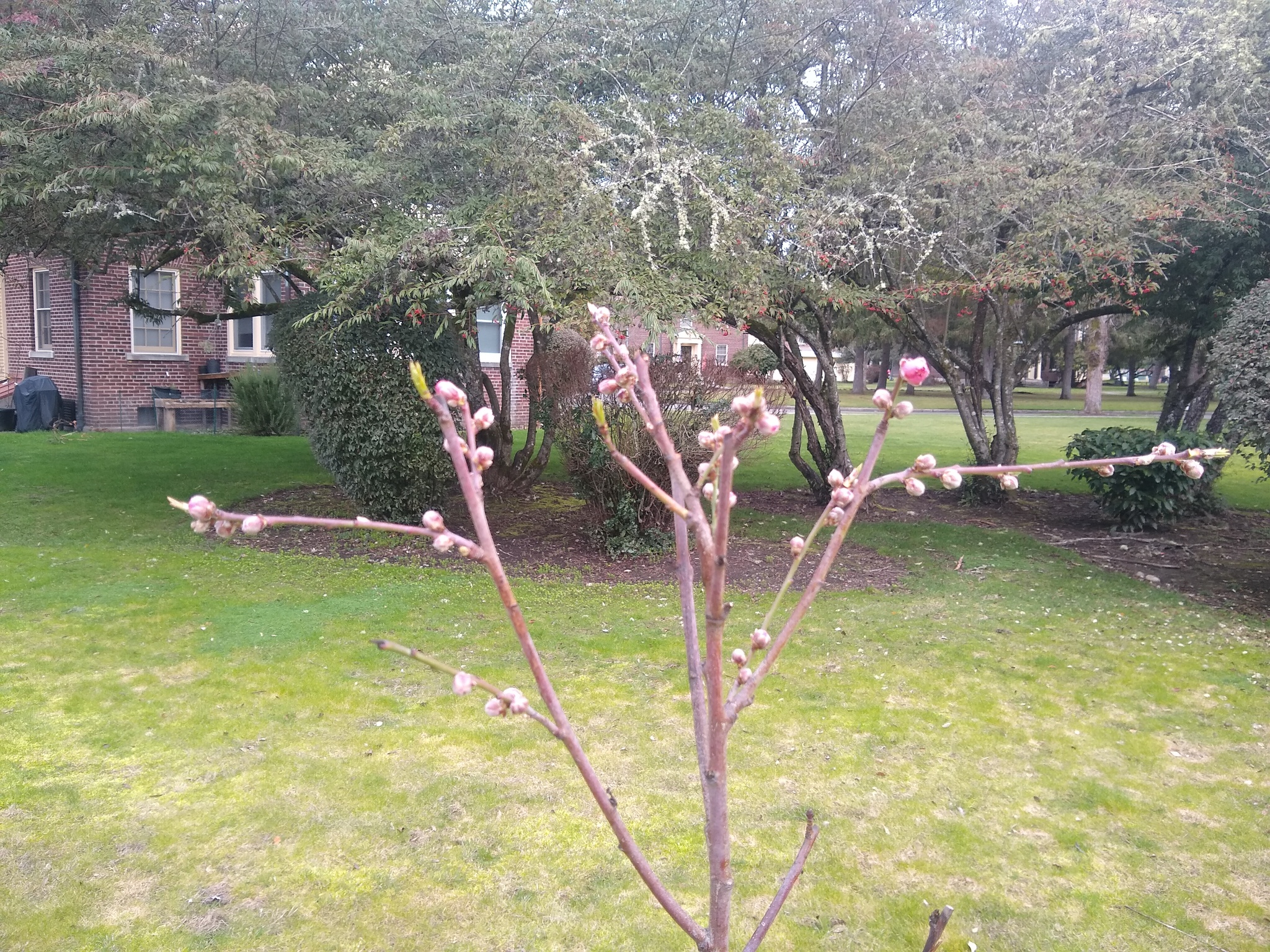 Grafting question when tree is breaking dormancy too early - General ...
