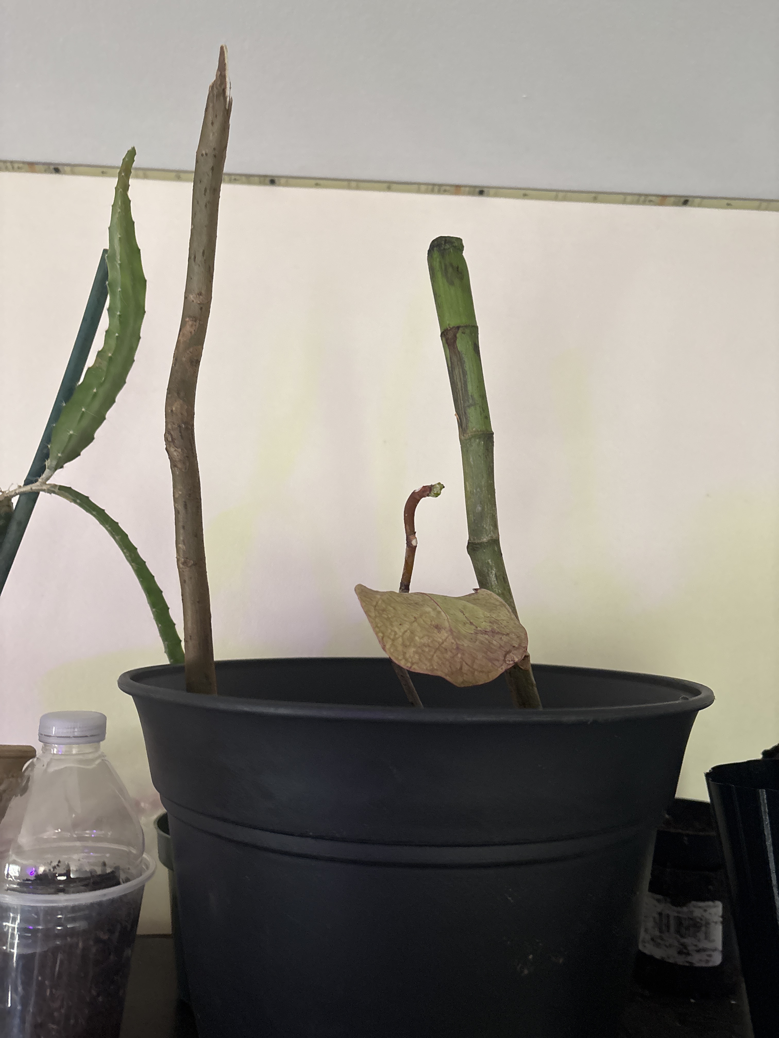 First cecropia in Virginia? - General Fruit Growing - Growing Fruit