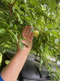 Plum Tree ID - Japanese or European? - General Fruit Growing - Growing ...