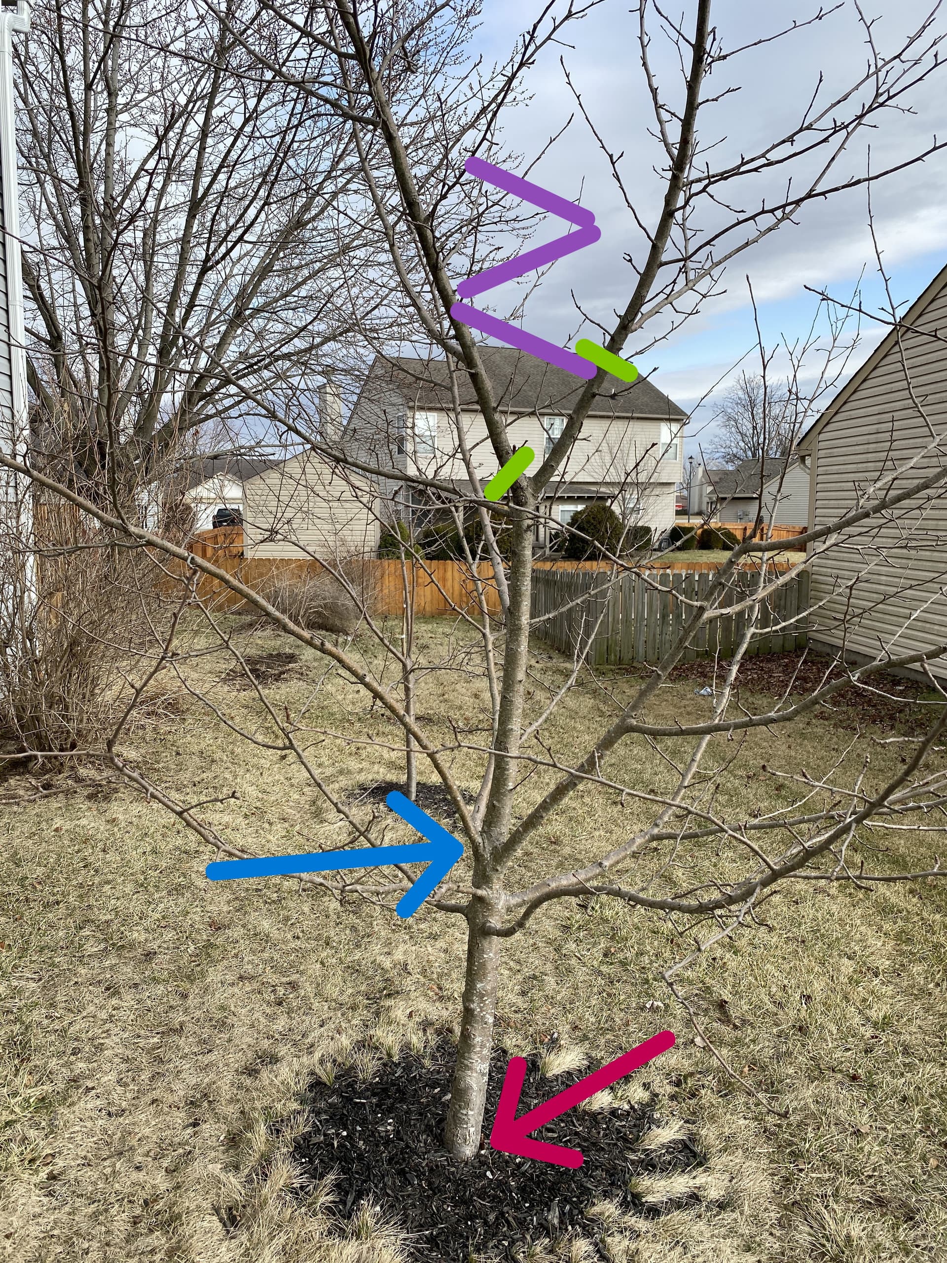 Looking for Apple Pruning Advice - General Fruit Growing - Growing Fruit