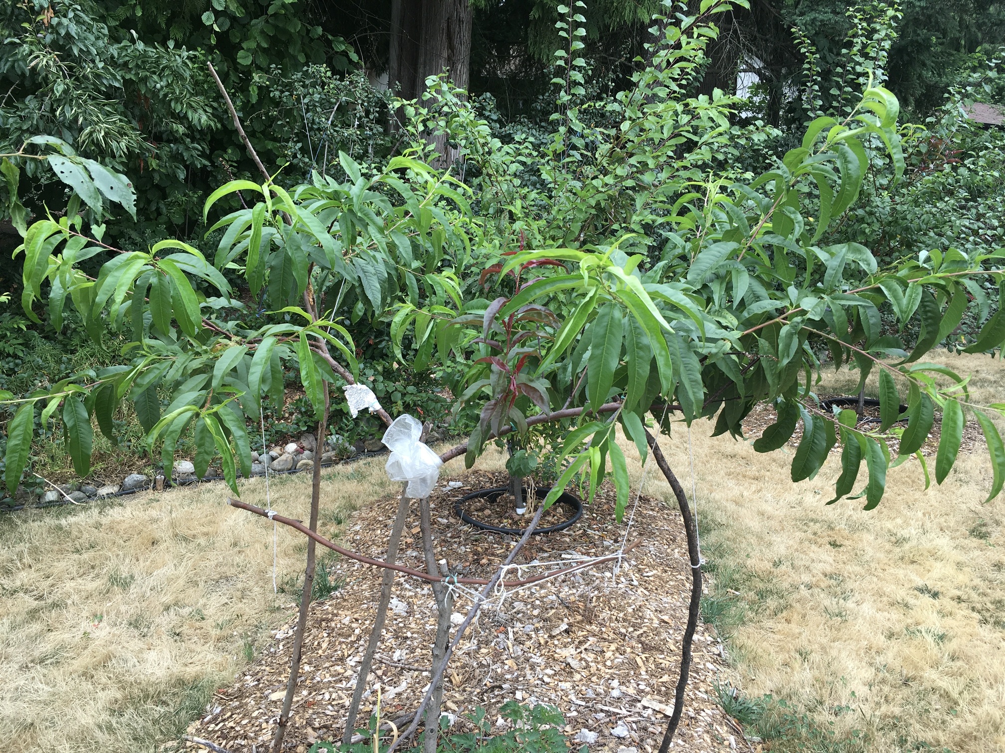 New peach tree with no growth on one side - General Fruit Growing ...