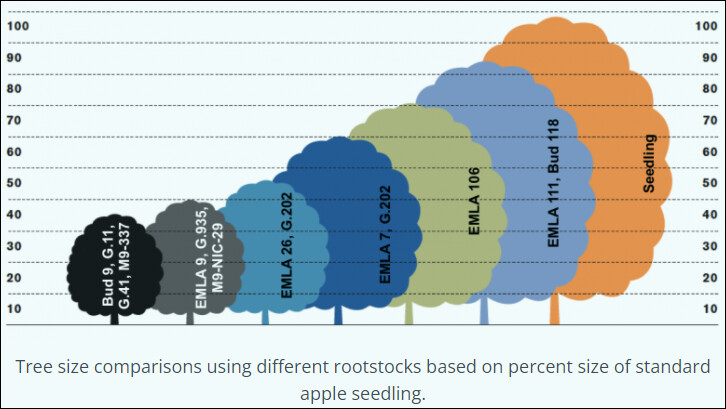 Rootstock recommendation Apple with FireBlight reistance - General ...