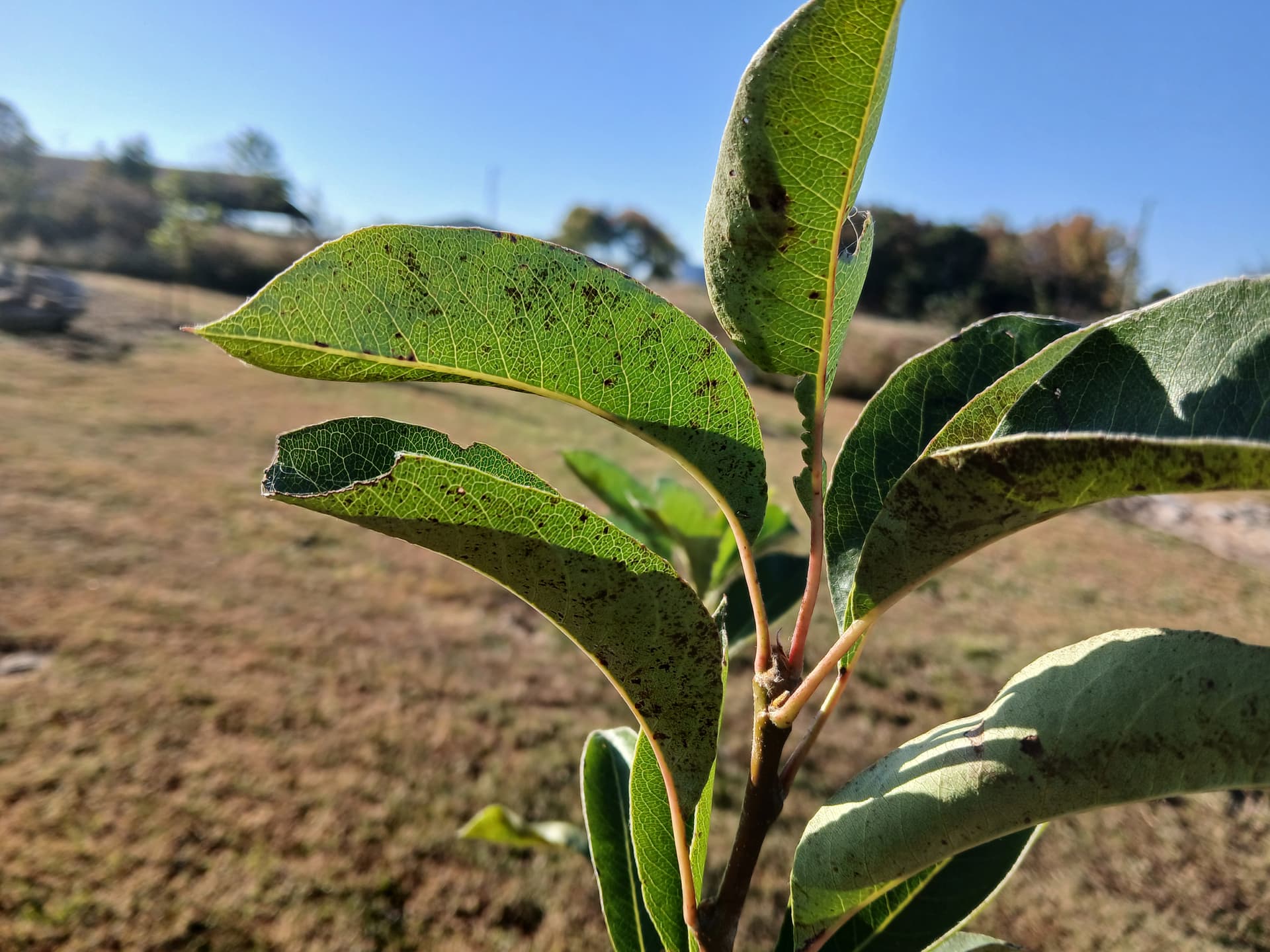 Bartlett Pear infested? - General Fruit Growing - Growing Fruit