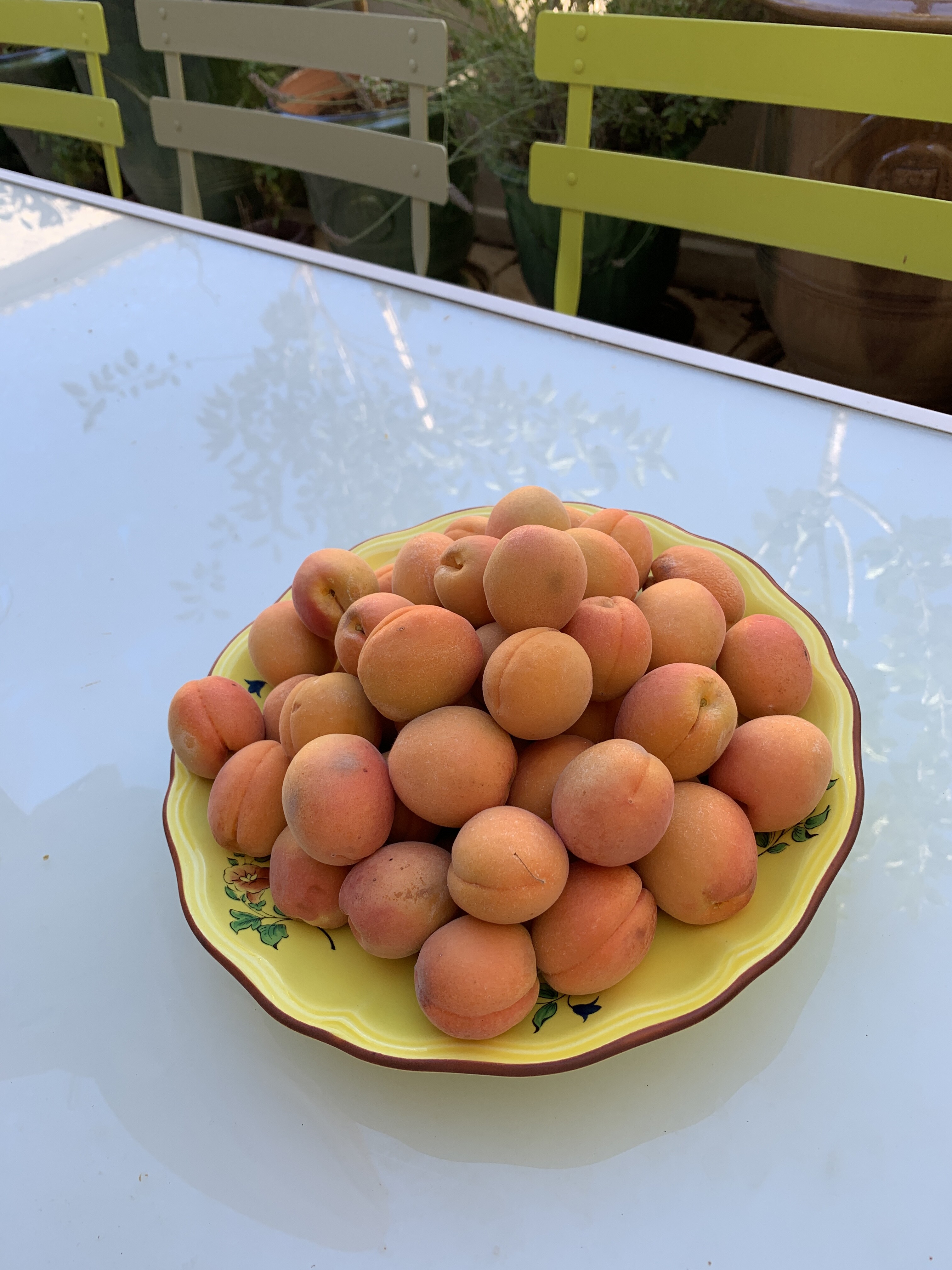 Howling Mistral and my apricots - Pictures! - Growing Fruit