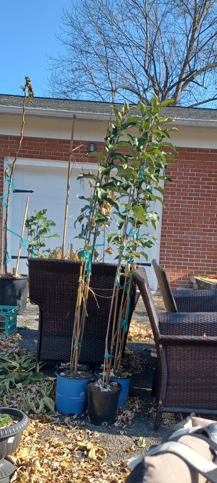 Apples grafted on G890 rootstock - General Fruit Growing - Growing Fruit