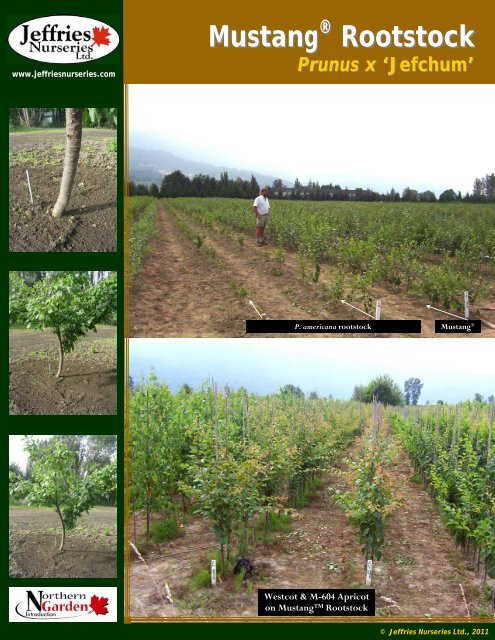 Mustang Rootstock (Prunus x 'Jefchum') efc - General Fruit Growing ...
