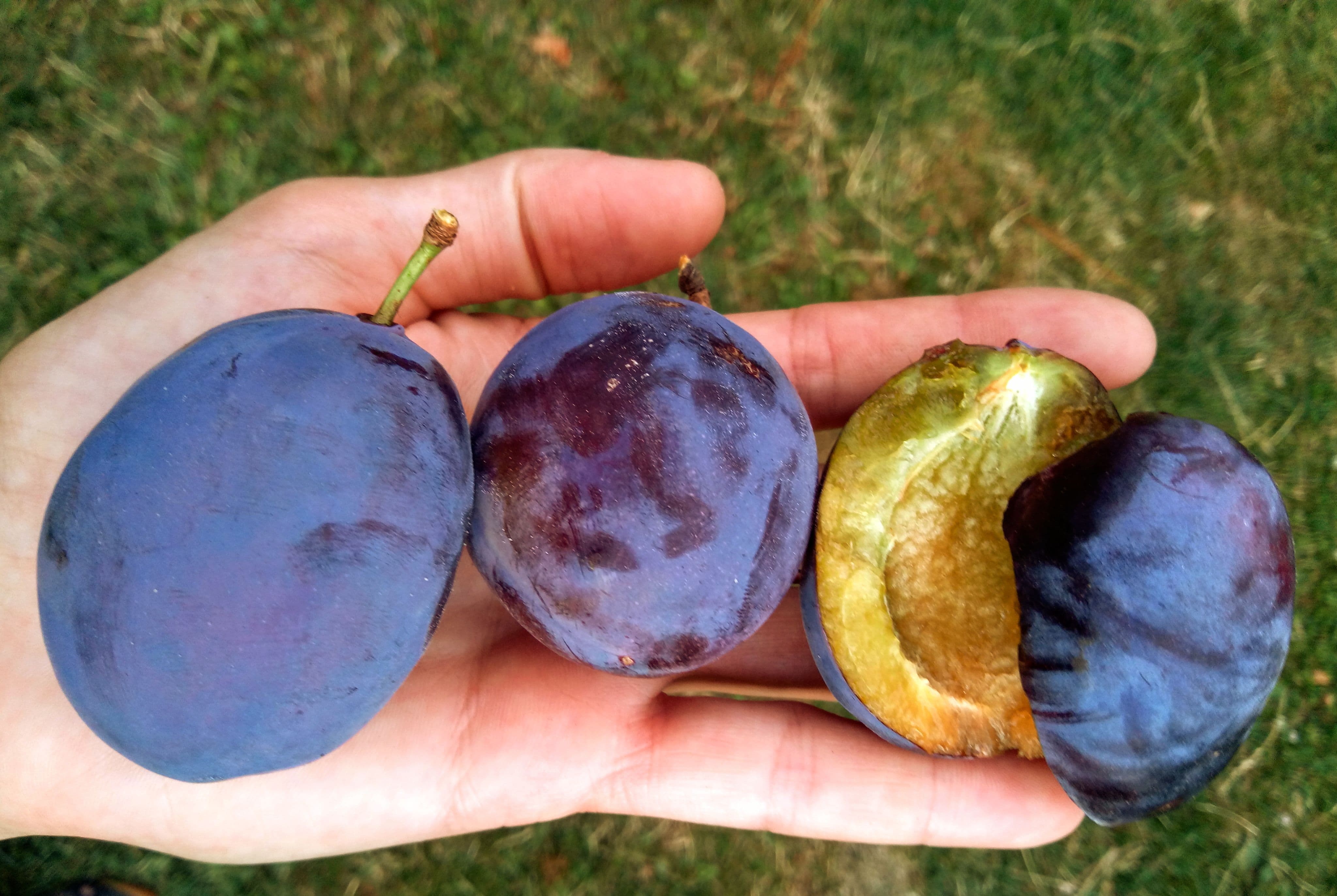 Plums of 2024 - General Fruit Growing - Growing Fruit