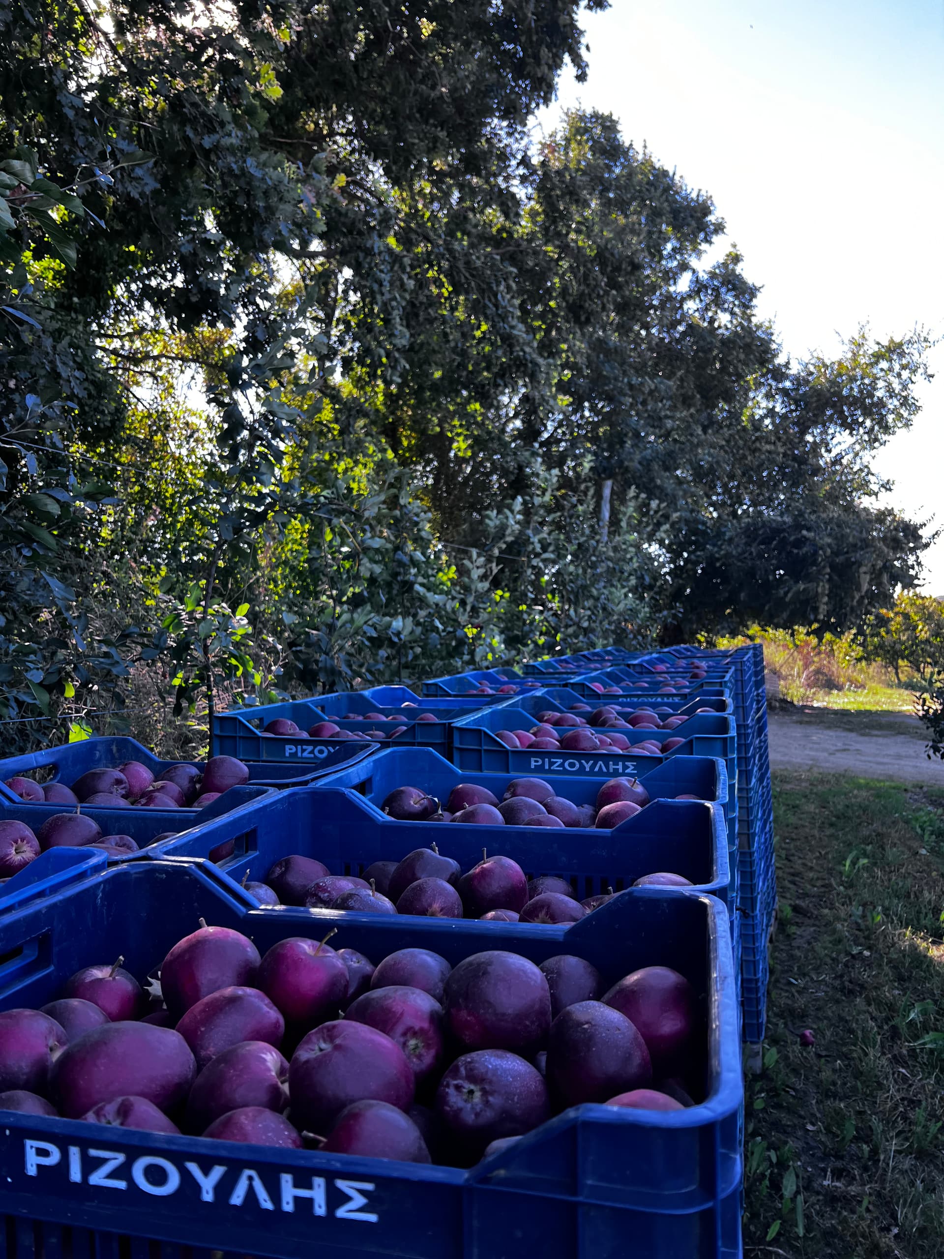 Granny Smith , Greece - General Fruit Growing - Growing Fruit