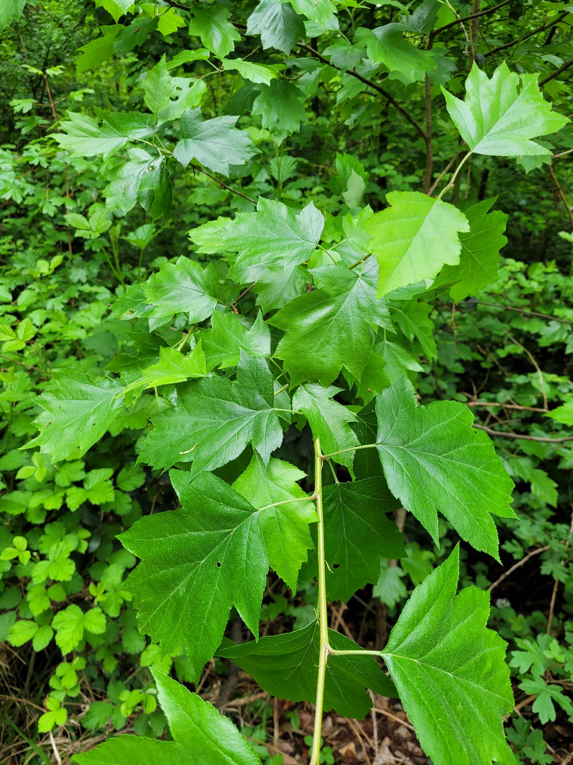 True service tree (Sorbus Domestica) - Pictures! - Growing Fruit