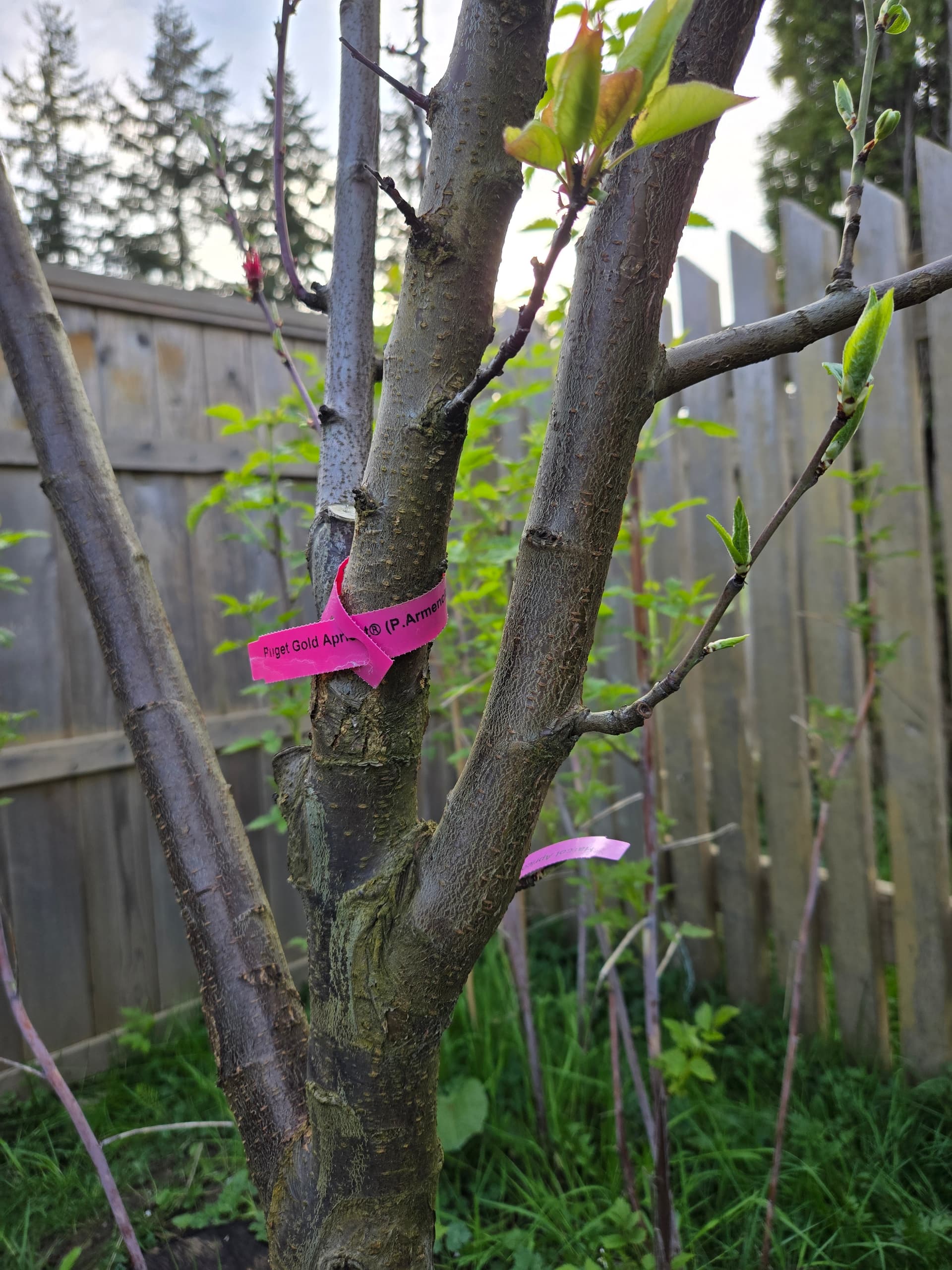 Combo tree limbs too close - General Fruit Growing - Growing Fruit