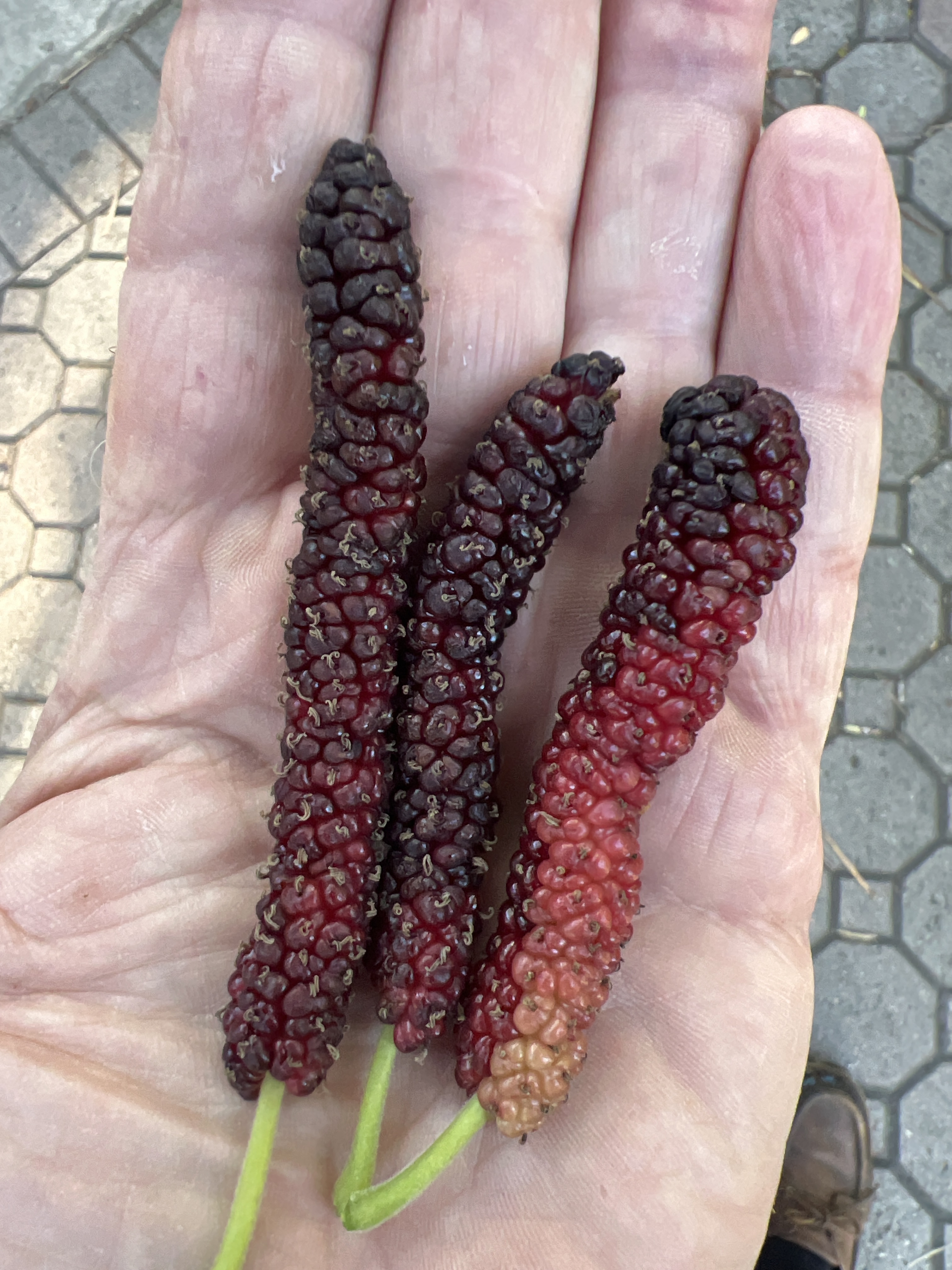 Delicious Pakistan Mulberry Tree - General Fruit Growing - Growing Fruit