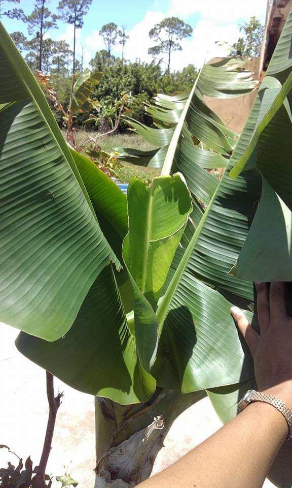 Pisang Ceylon timeline - Pictures! - Growing Fruit