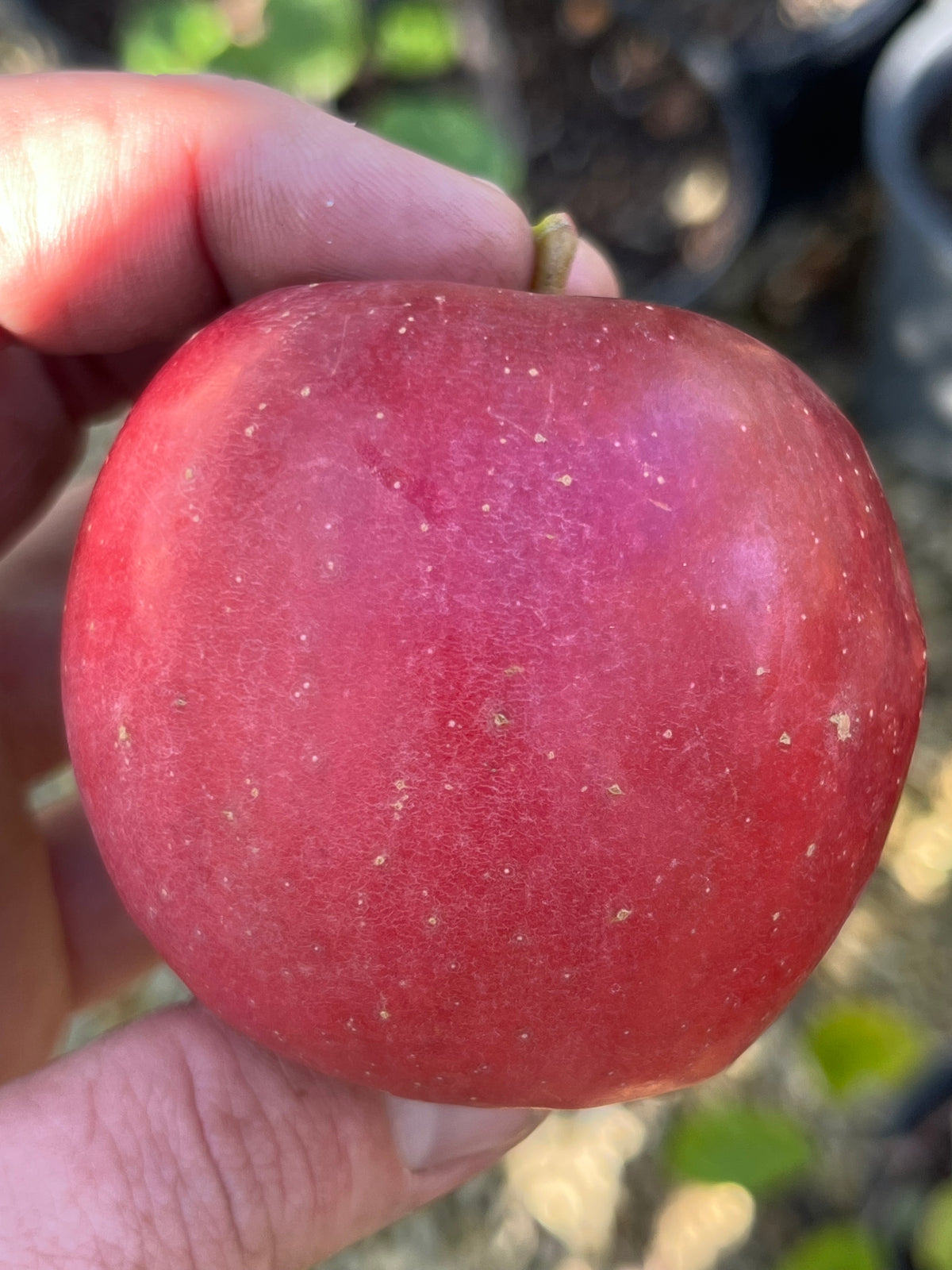 Crab Apple that works... in less than ideal location? - General Fruit ...