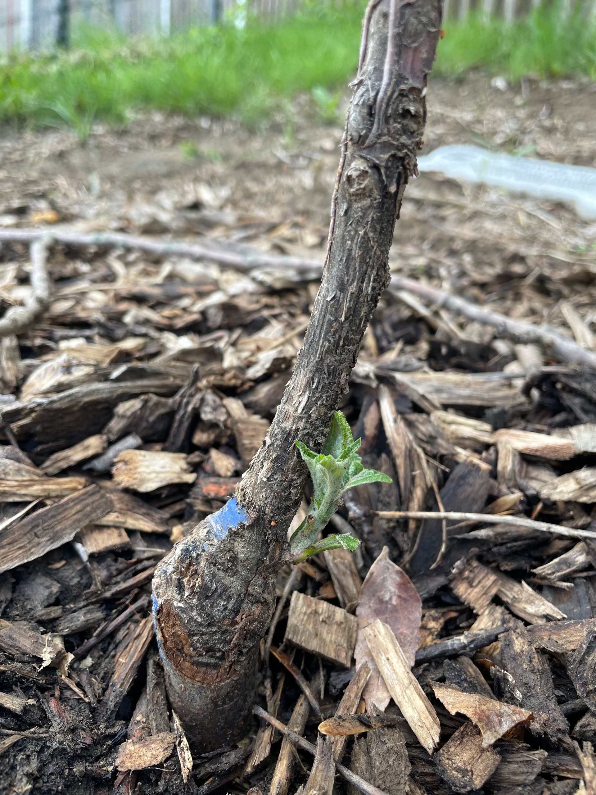 Fruit Trees Alive & Root Stock Growth? - General Fruit Growing ...