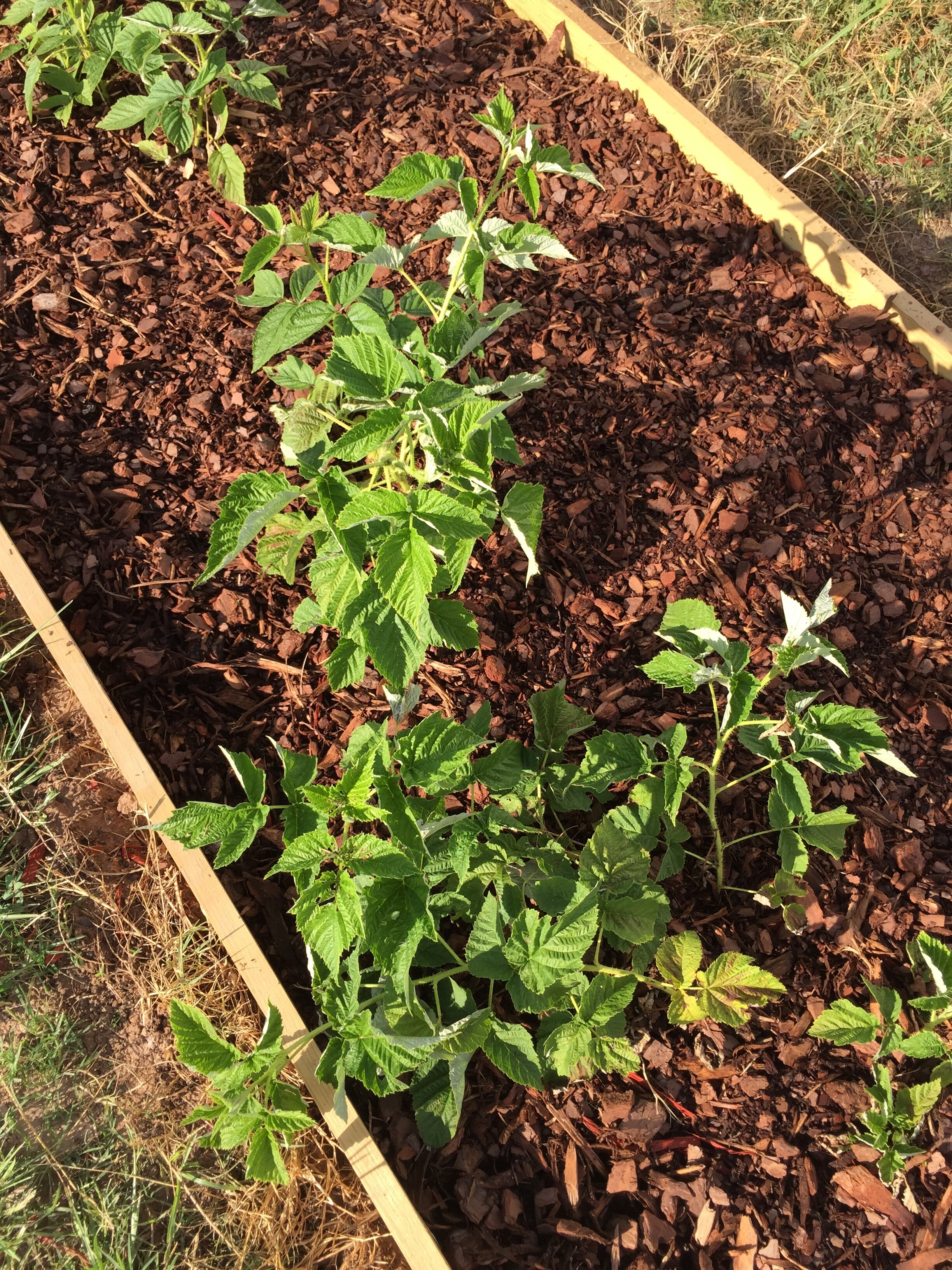 Raspberry rootstock - General Fruit Growing - Growing Fruit