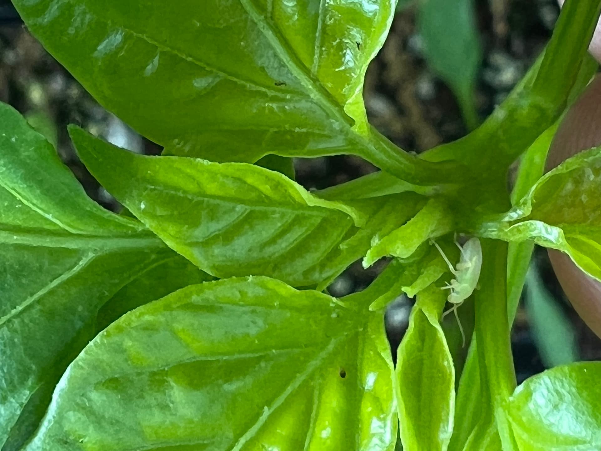 King aphid or aphid killer? - General Gardening - Growing Fruit