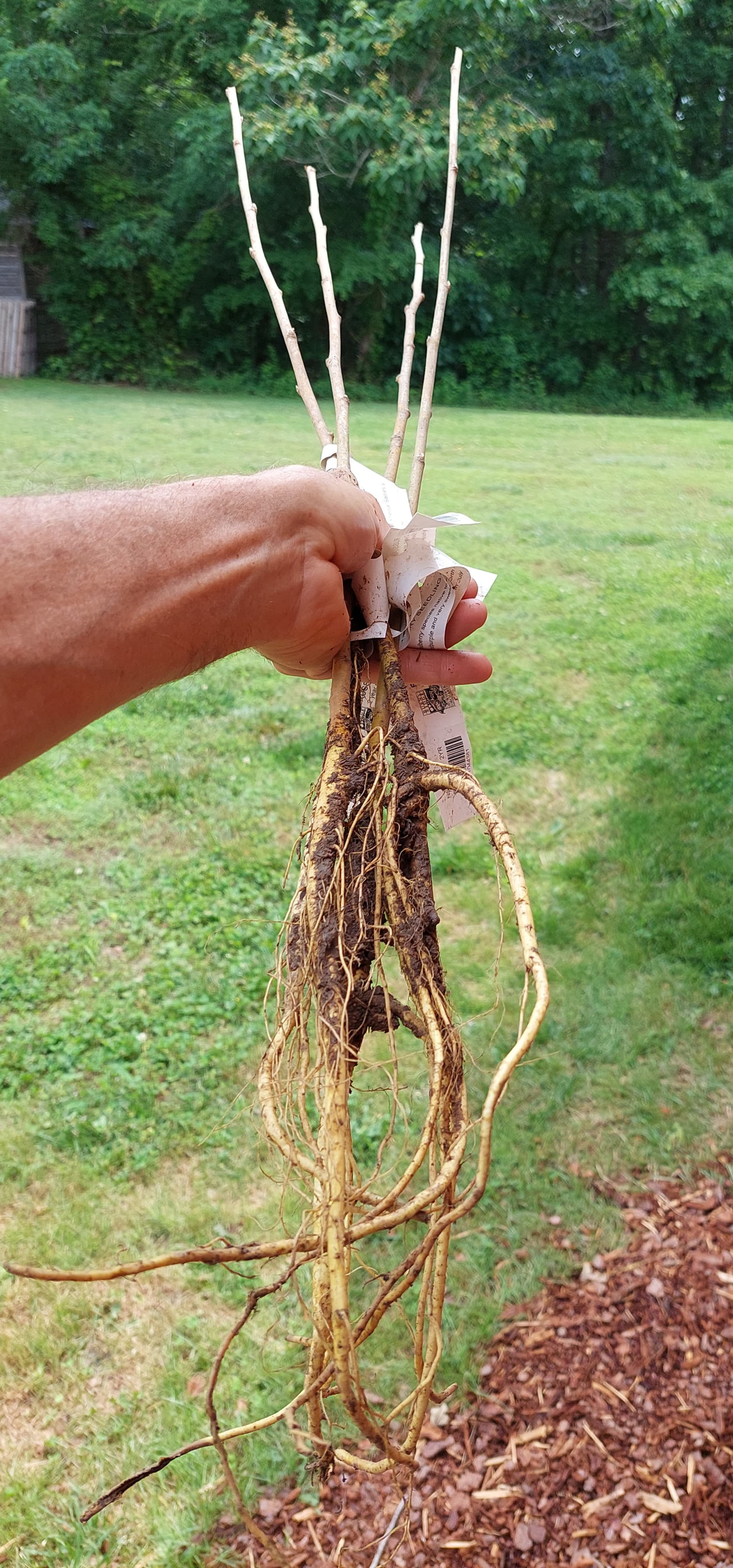 Rootstock mulberries - General Fruit Growing - Growing Fruit