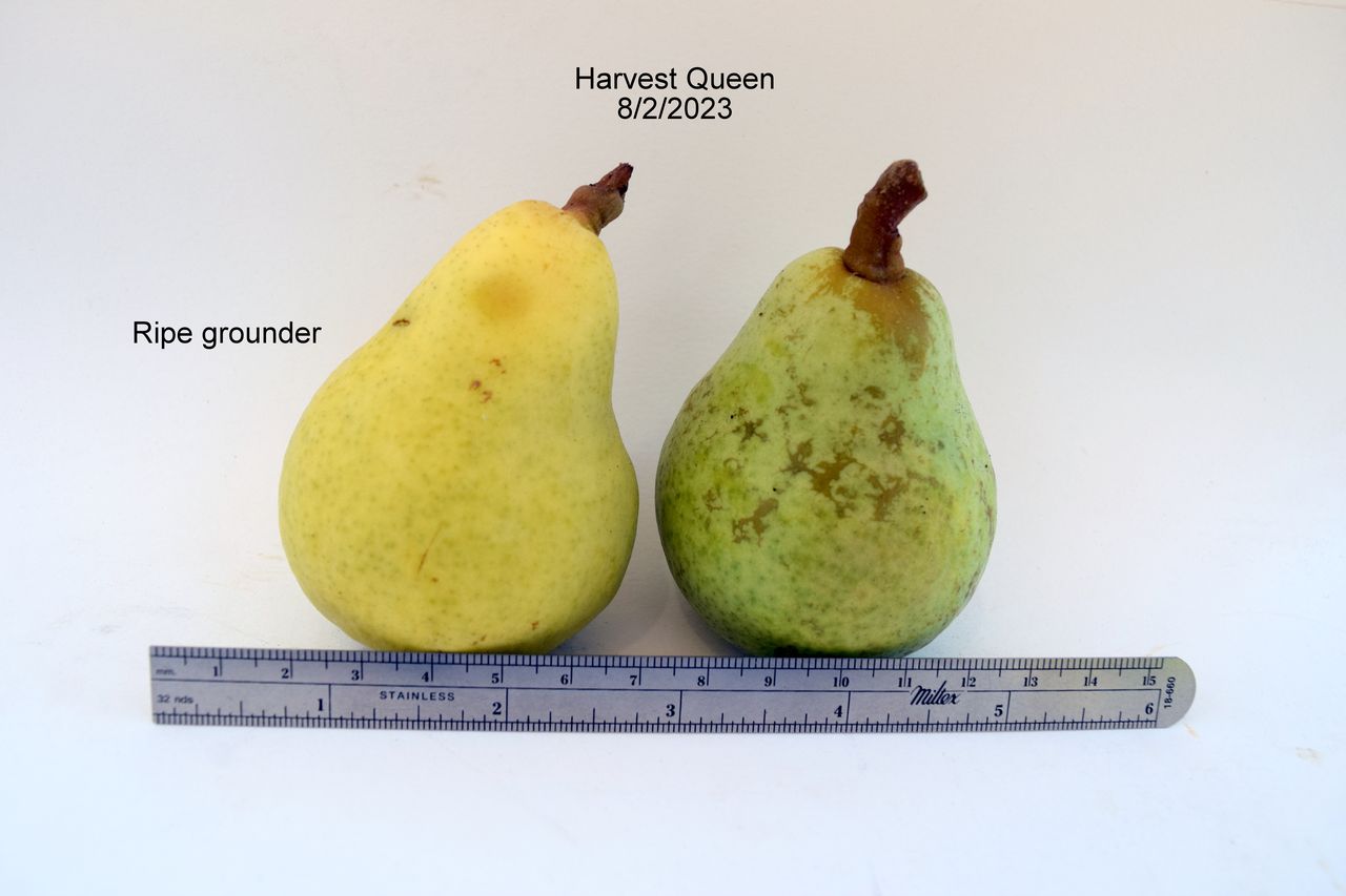 Pear harvest 2023 - General Fruit Growing - Growing Fruit