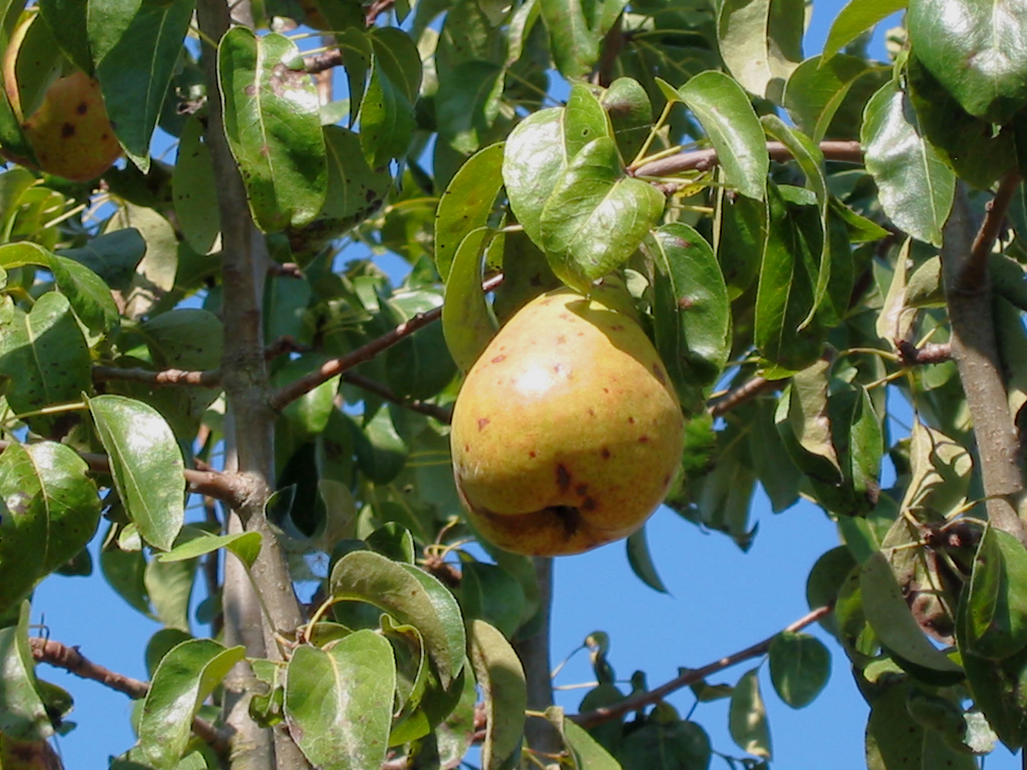 Joey's red flesh pear -Top worked a harrow delight - General Fruit ...