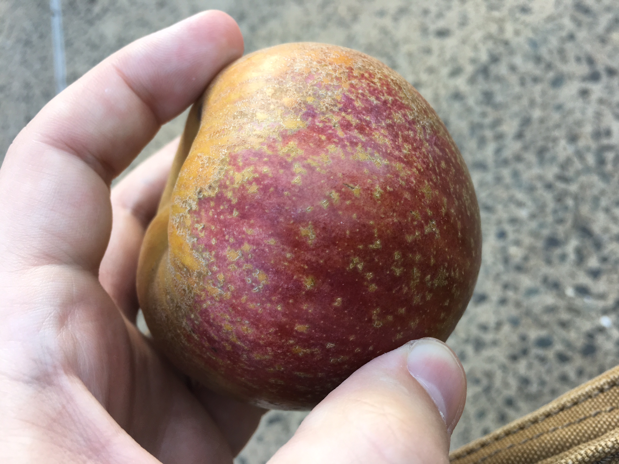Some of the little known apple varieties grown at Hocking Hills Orchard ...