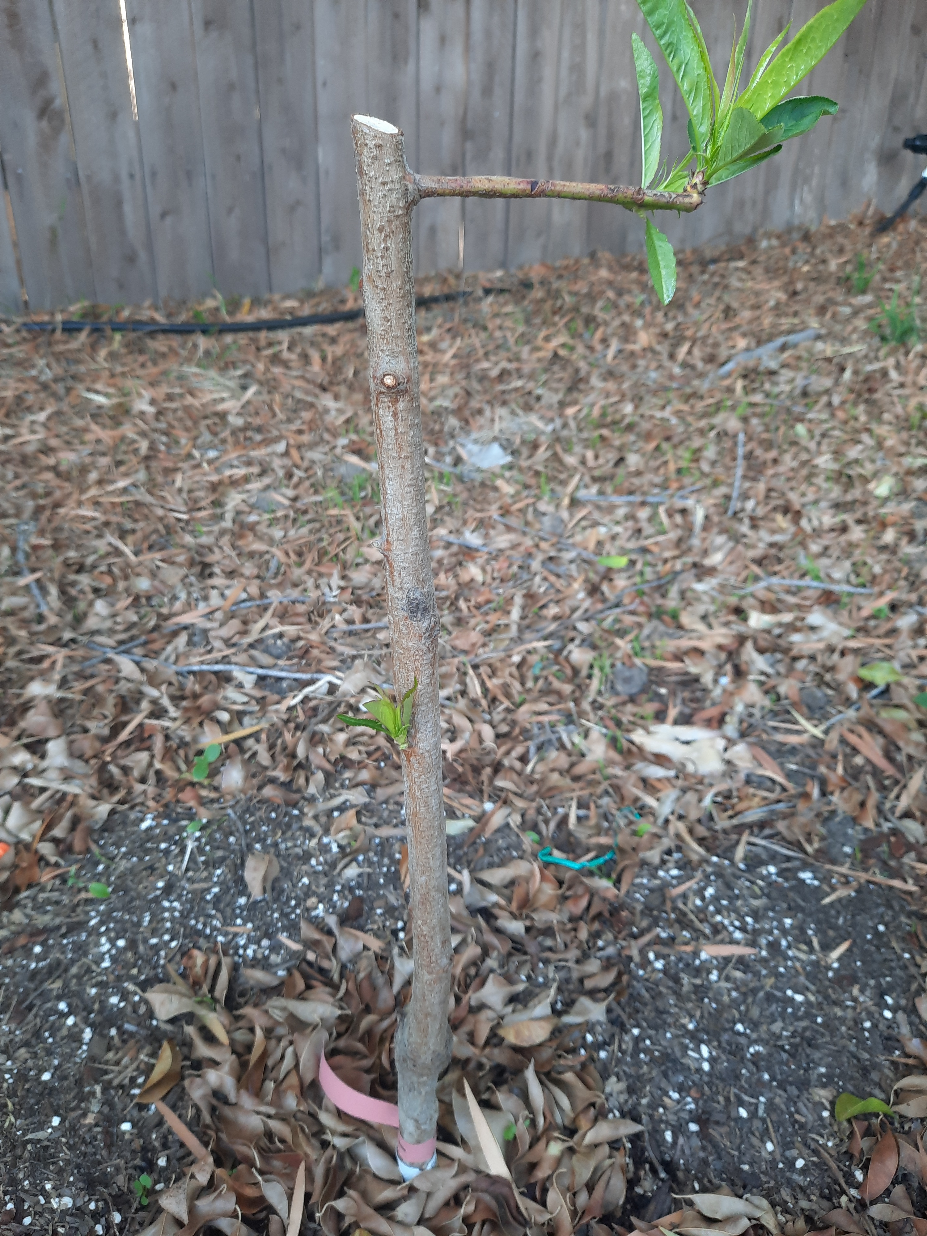 Peach bud break..one spot? Photos! - General Fruit Growing - Growing Fruit