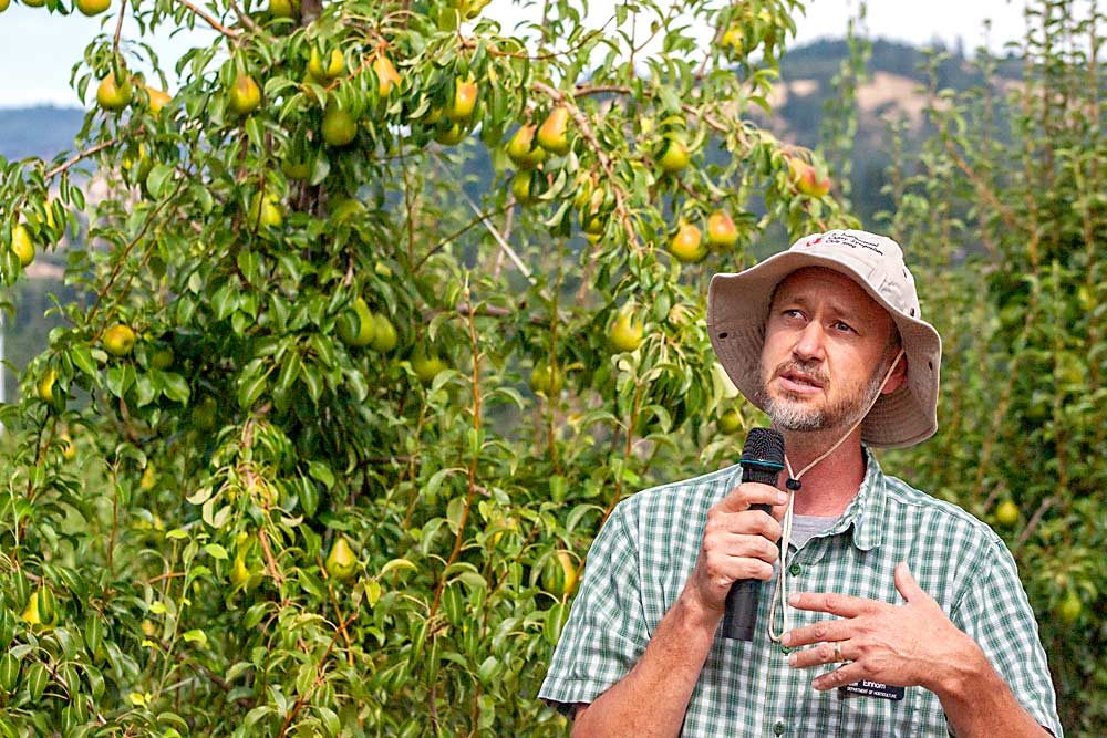 Gem infected with pear vein yellows, a common pear virus - General ...