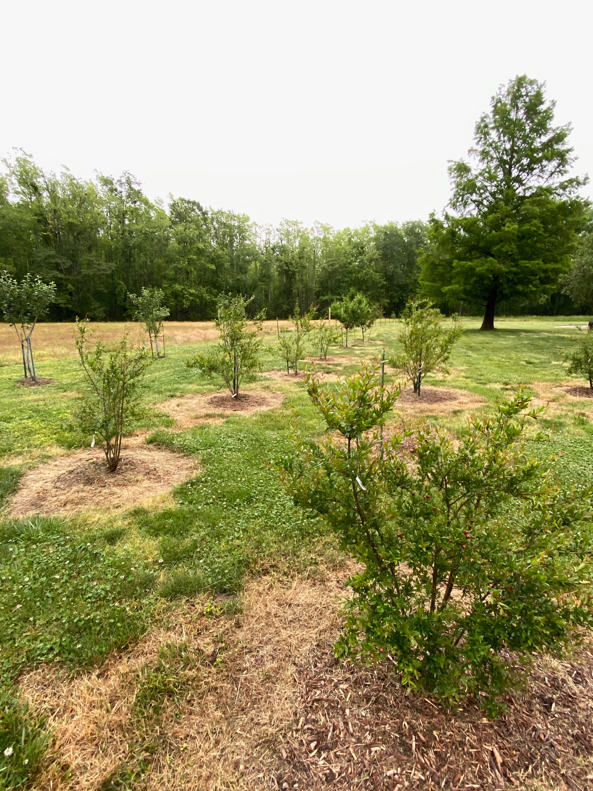 Pomegranate Tree Dilemma - Page 2 - General Fruit Growing - Growing Fruit