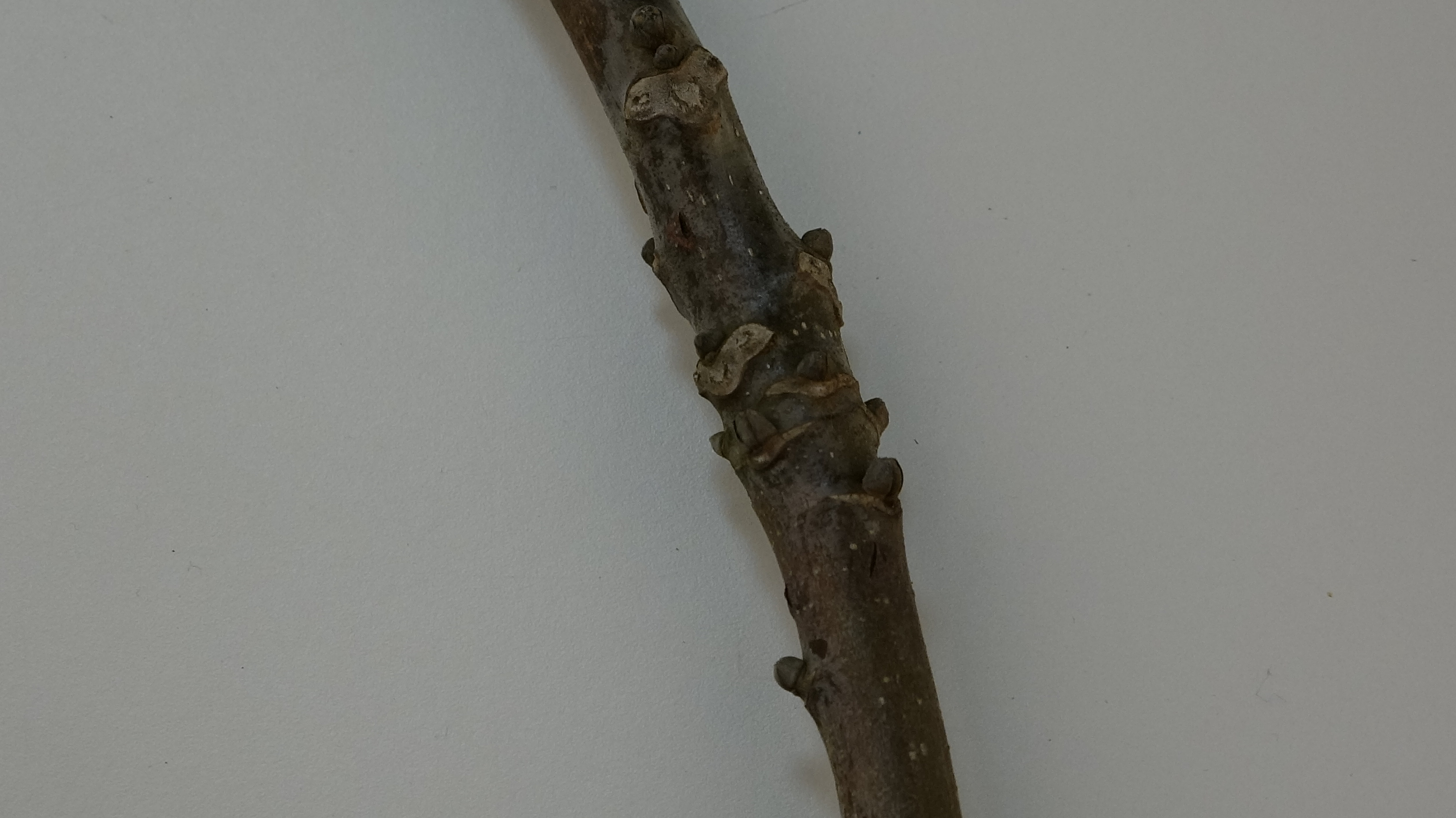 Walnut female flower buds - General Fruit Growing - Growing Fruit