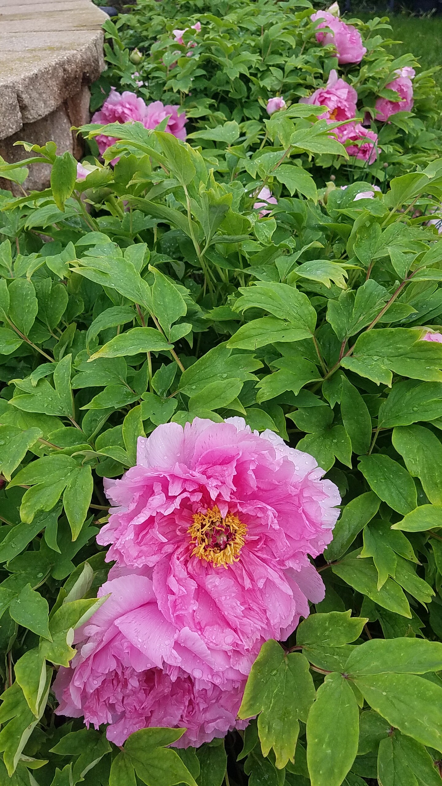 My tree peonies are beautiful - General Gardening - Growing Fruit