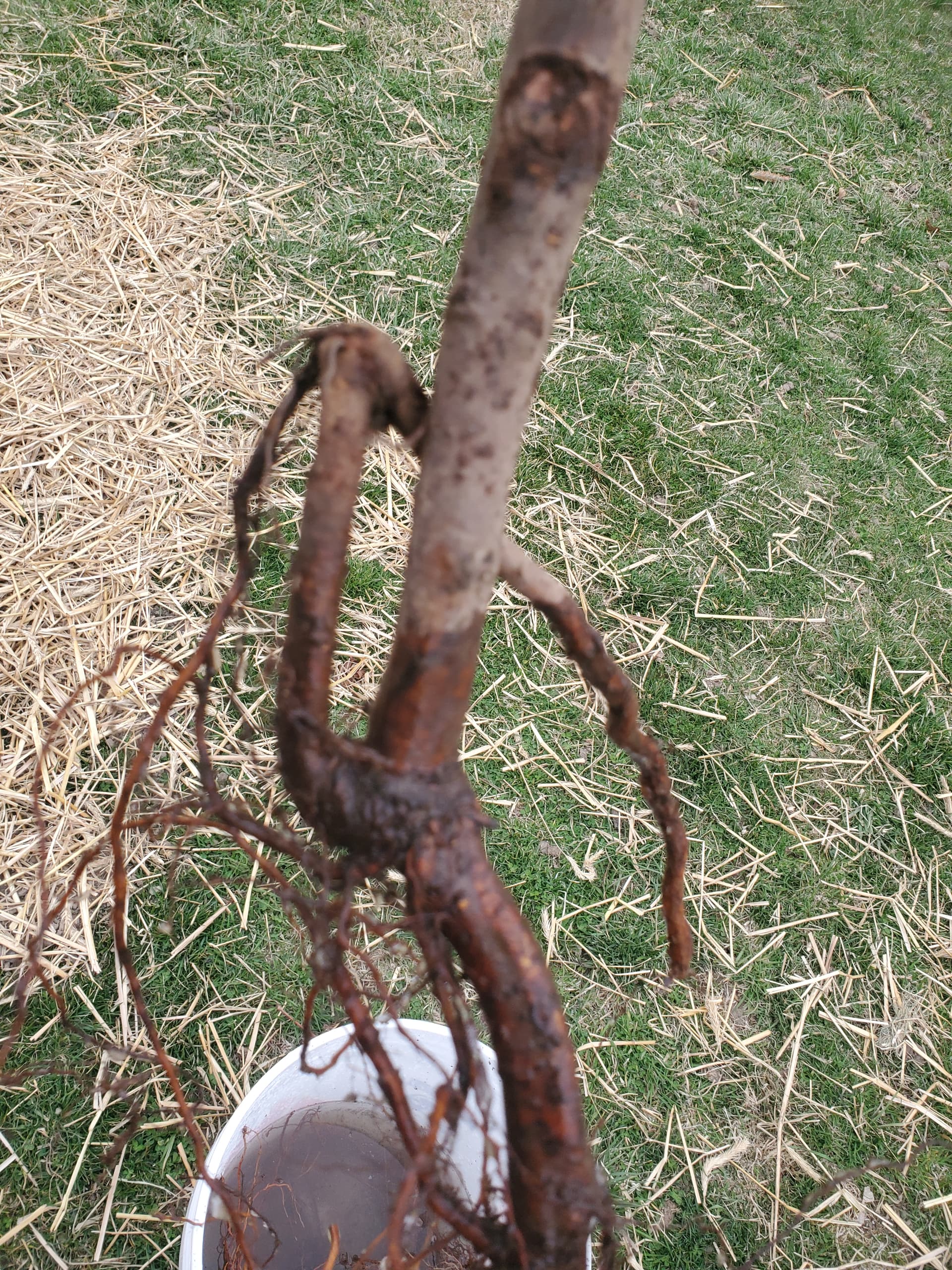 Planting new tree roots are above crown - General Fruit Growing ...