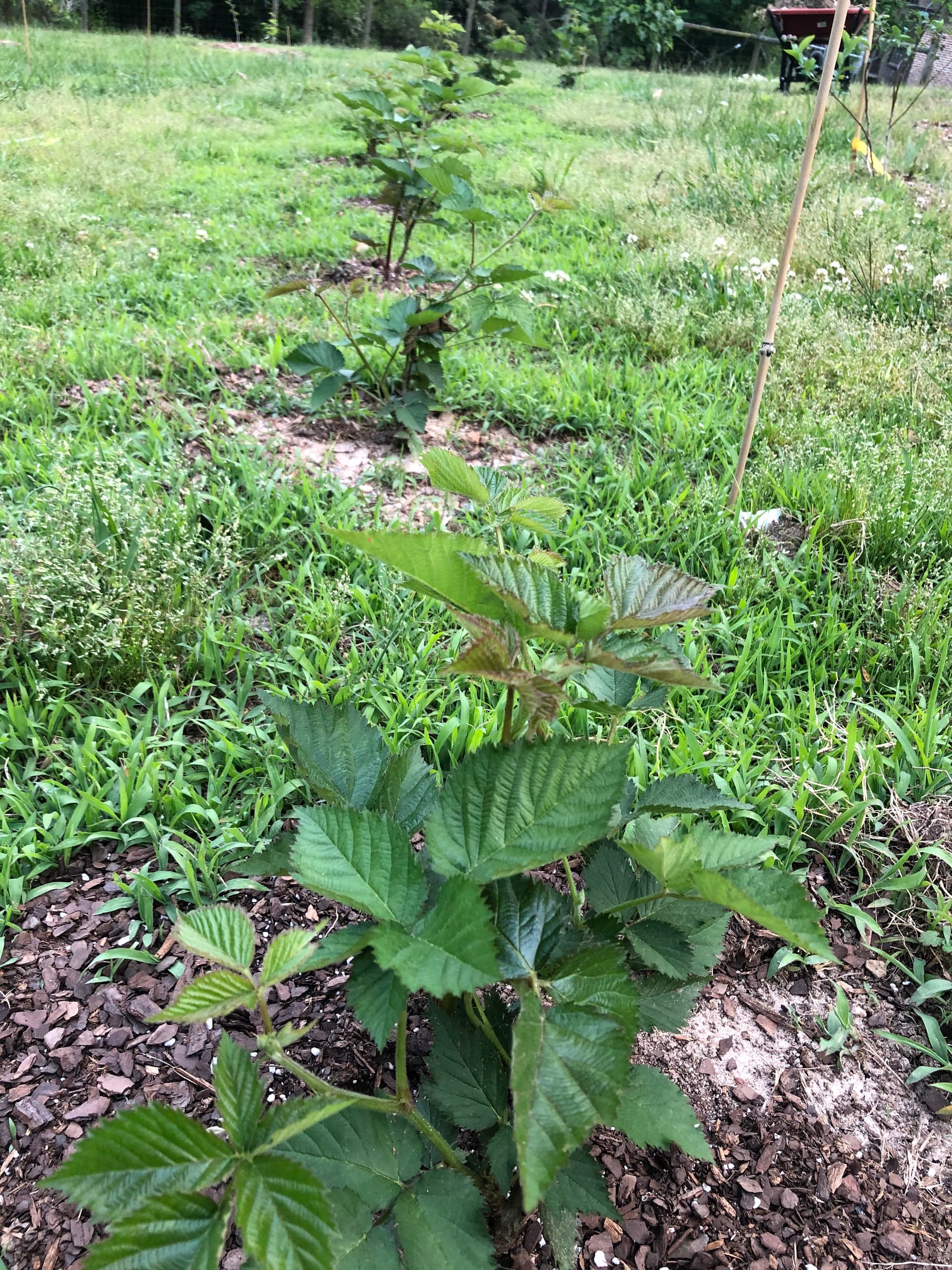 Most productive blackberry - General Fruit Growing - Growing Fruit