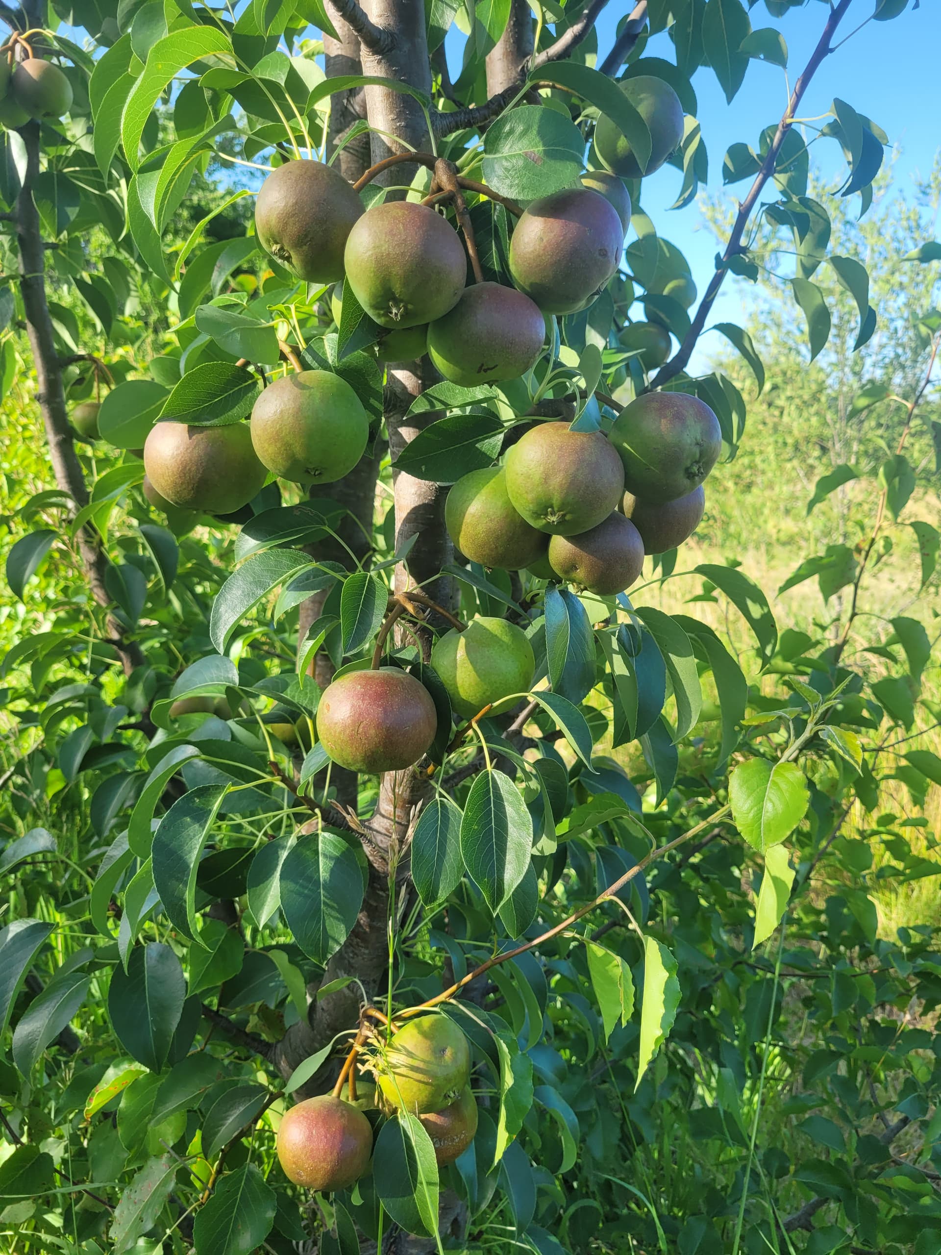 Orchard walk 2025 - General Fruit Growing - Growing Fruit