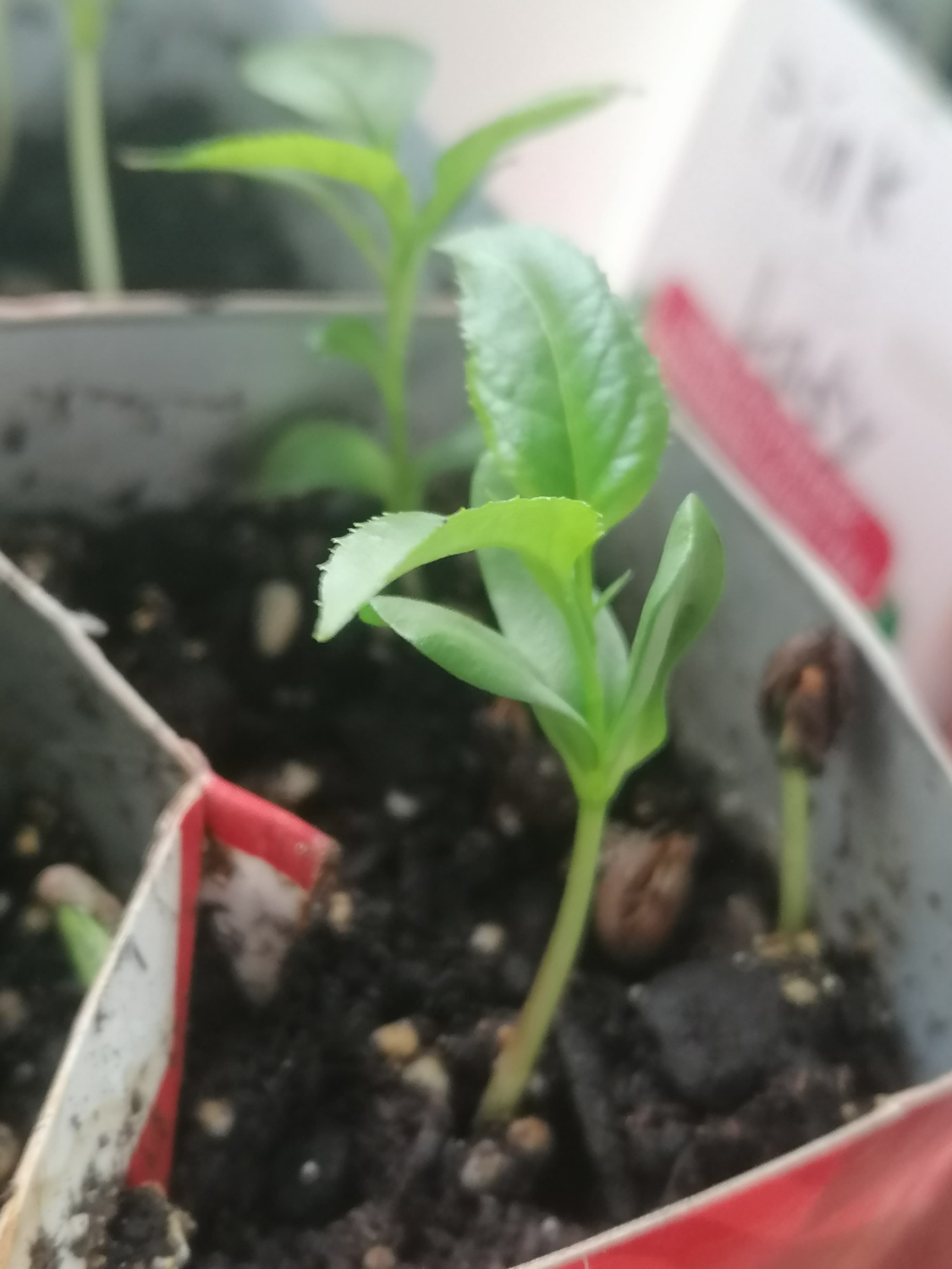 Jonagold seedlings - General Fruit Growing - Growing Fruit